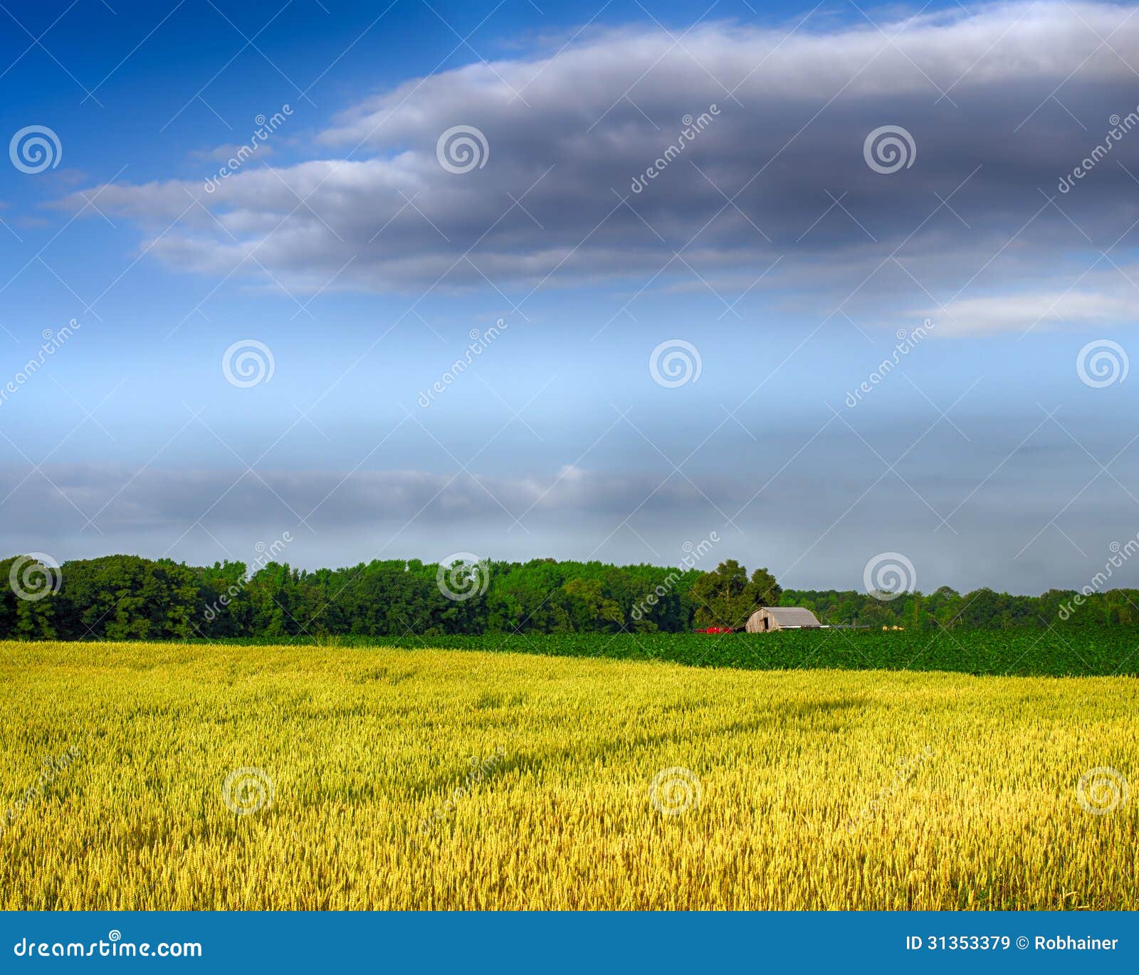 Wheat and Corn Growing on Farm Stock Image - Image of golden, green ...