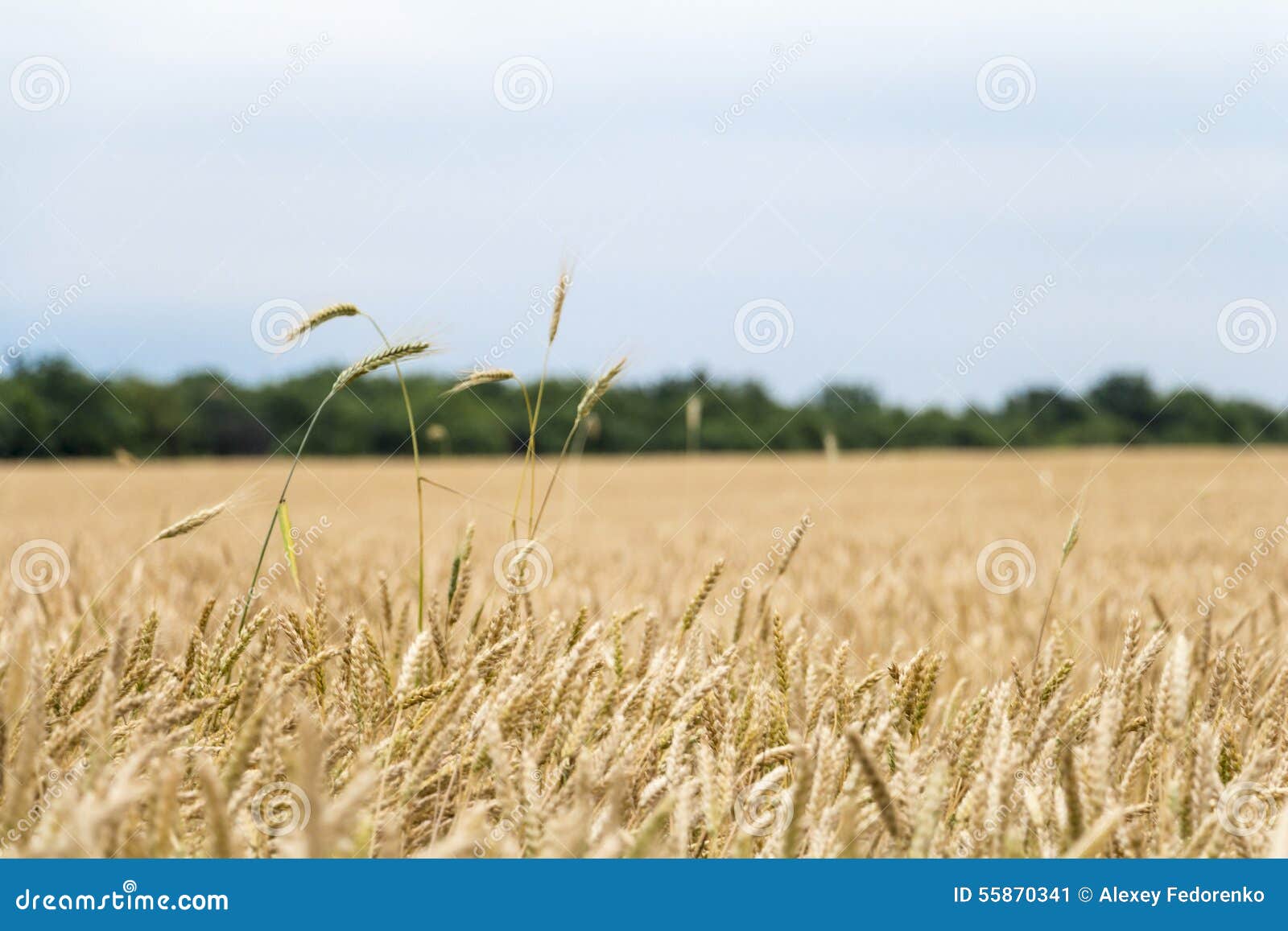 Wheat Corn Harvest in Ukraine Stock Image - Image of grow, yellow: 55870341