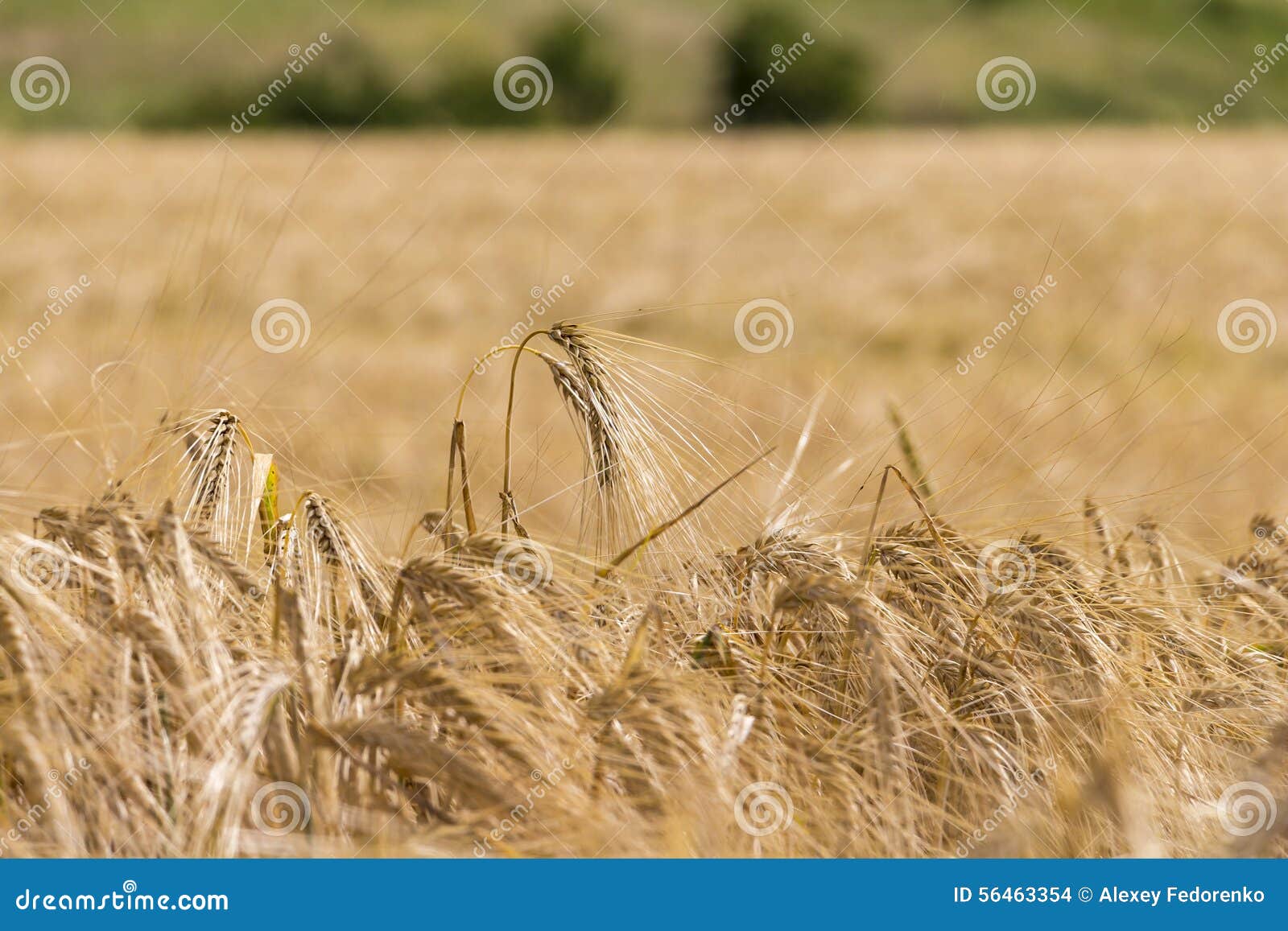 Wheat Corn Harvest in Ukraine Stock Photo - Image of food, texture ...