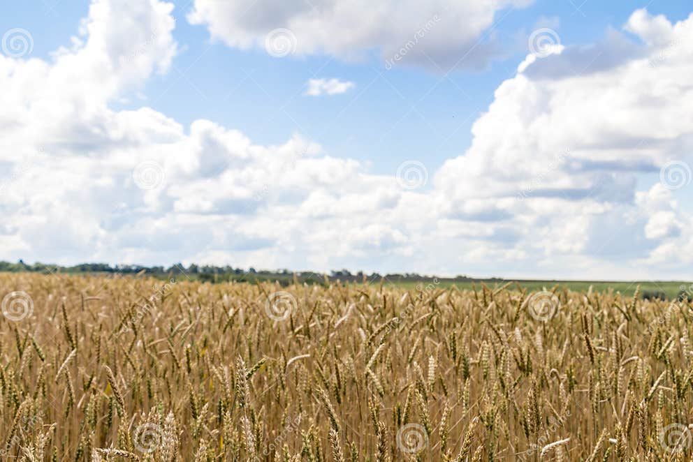 Wheat Corn Harvest in Ukraine Stock Image - Image of manufacturing ...