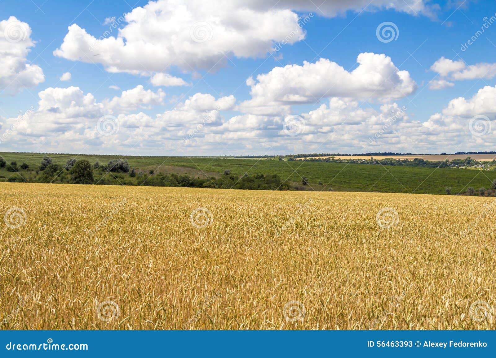 Wheat Corn Harvest in Ukraine Stock Image - Image of mature, chain ...
