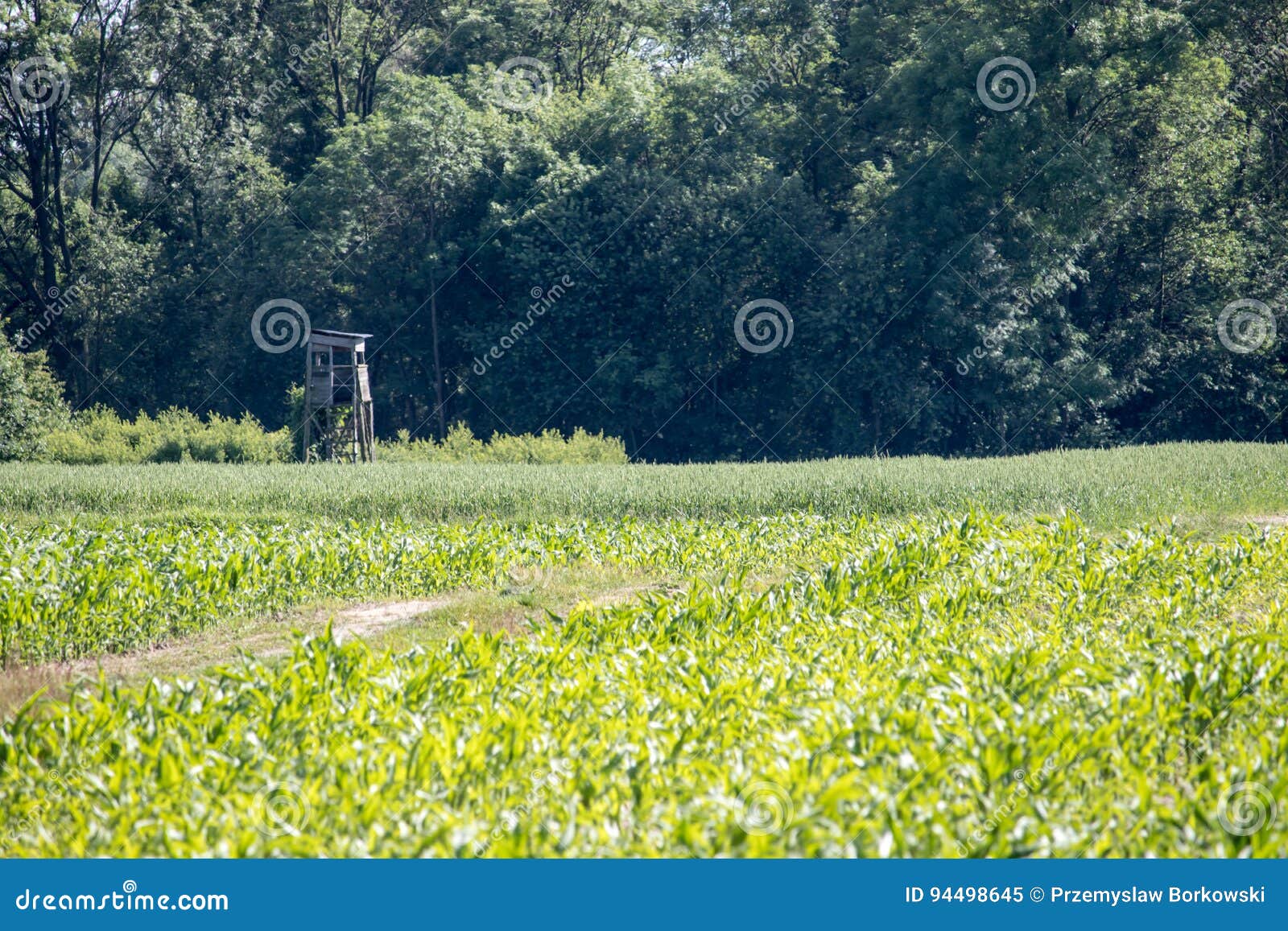 Wheat & Corn a Hunting Blind Stock Image - Image of field, tree: 94498645