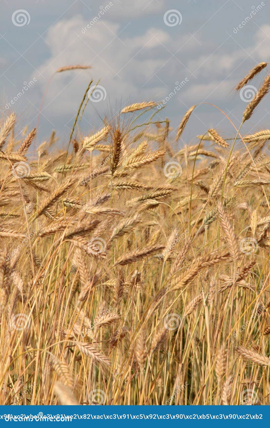 Wheat in countryside stock image. Image of scenic, cultivated - 43049911