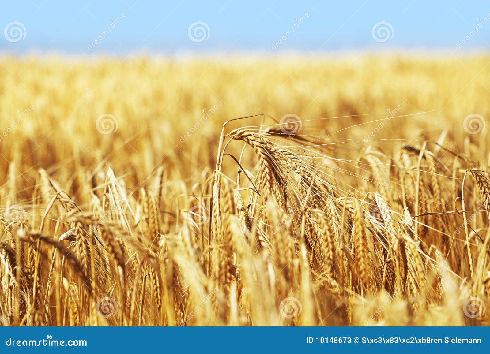 Wheat Crop stock image. Image of ripe, light, crop, autumn - 10148673