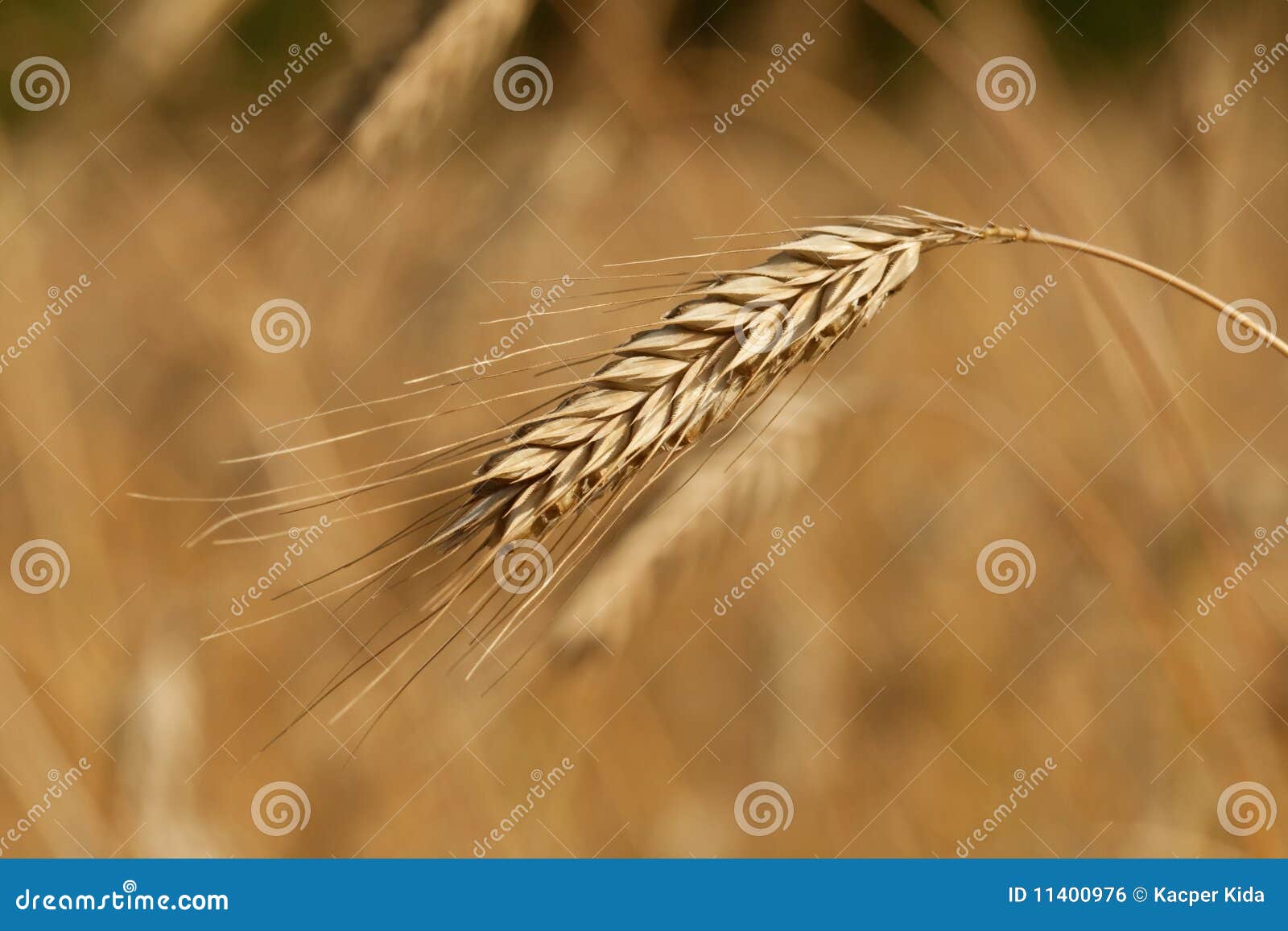 Wheat crop stock photo. Image of gold, cereal, background - 11400976