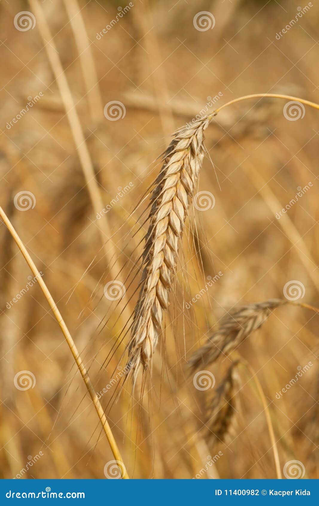 Wheat crop stock photo. Image of corn, agricultural, landscape - 11400982