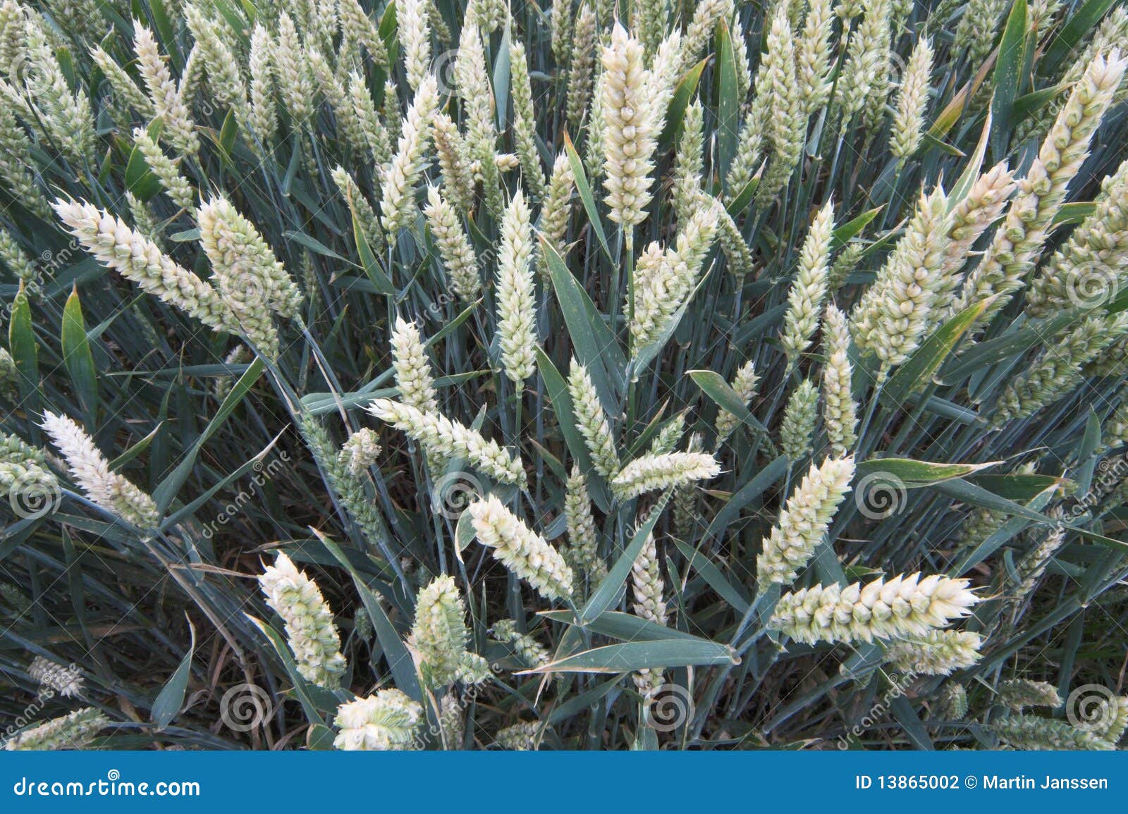 Wheat crop stock photo. Image of agricultural, harvest - 13865002