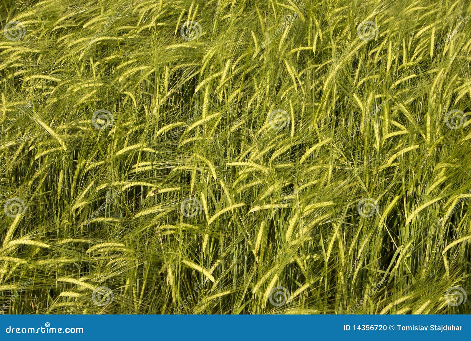Wheat crop stock photo. Image of cultivate, industry - 14356720