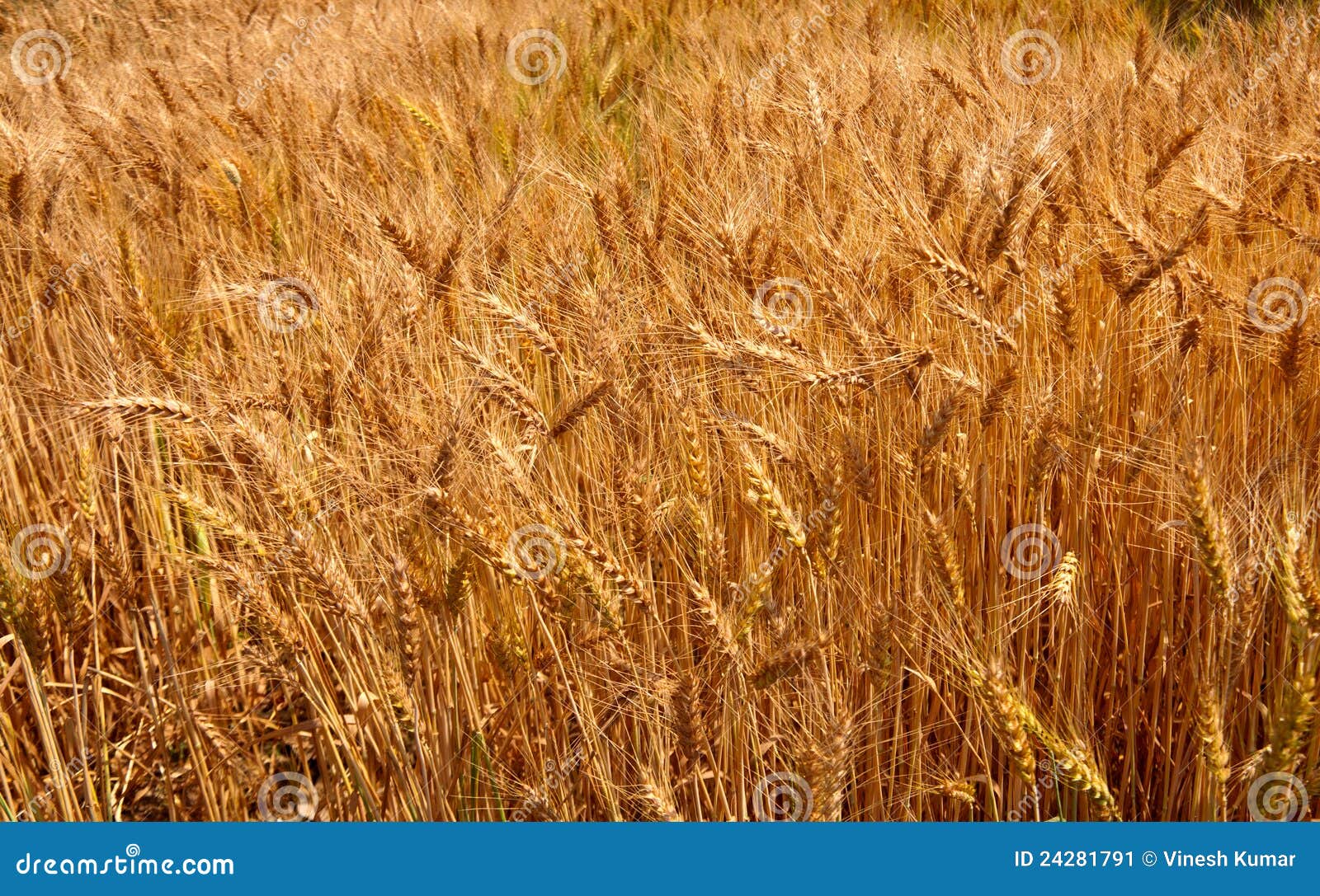 Wheat crop stock image. Image of wheat, ingredient, crop - 24281791