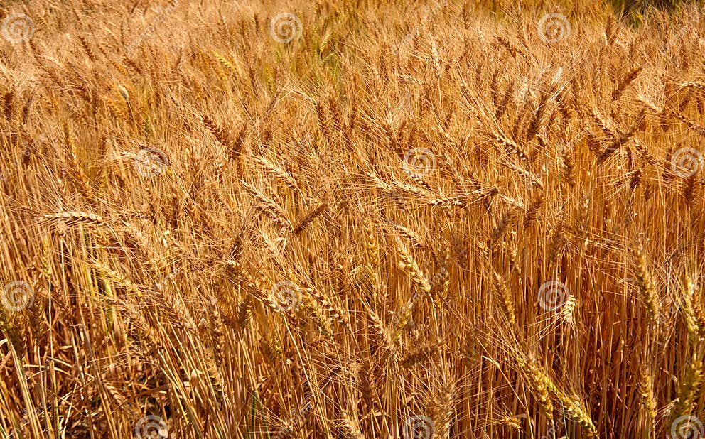 Wheat crop stock image. Image of wheat, ingredient, crop - 24281791