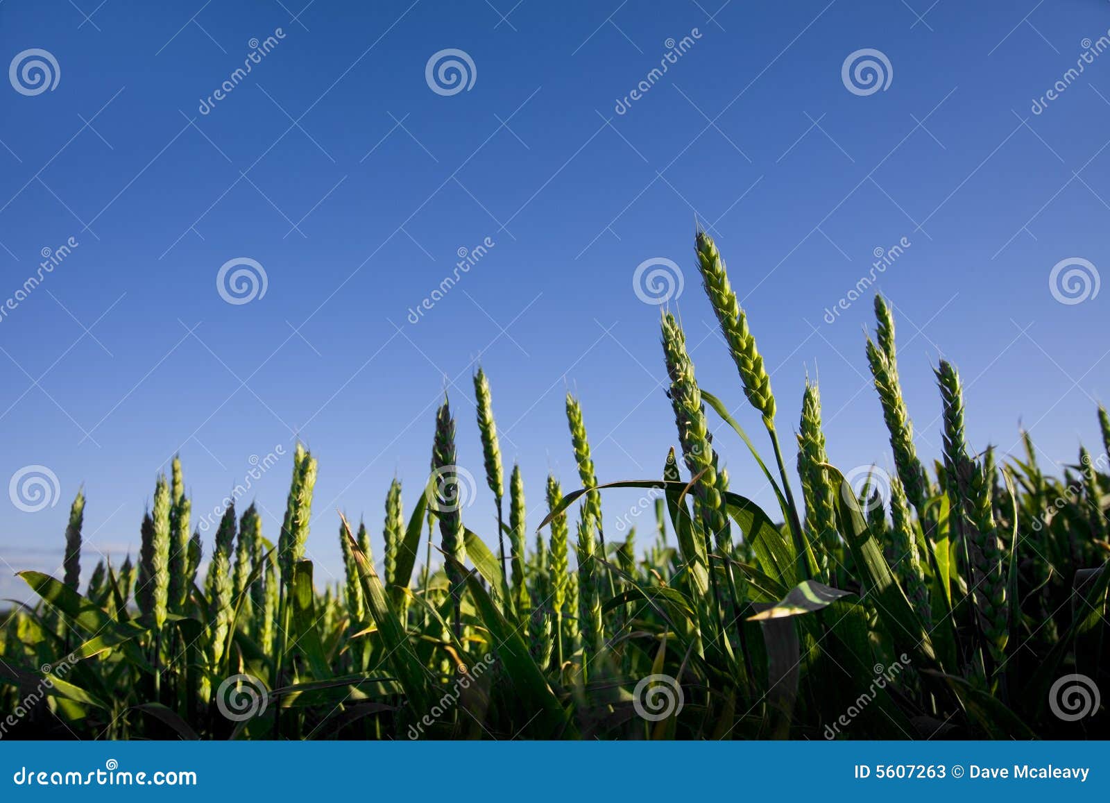 Wheat Crop stock image. Image of farming, seeded, ripening - 5607263