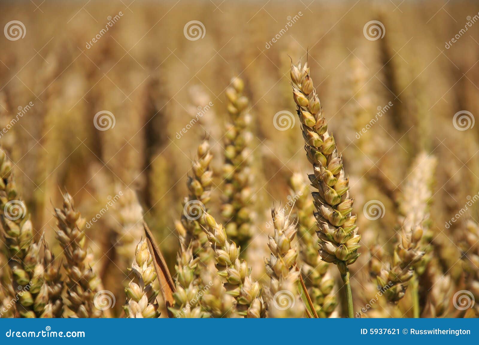 Wheat crop stock image. Image of wheat, grain, crop, farming - 5937621