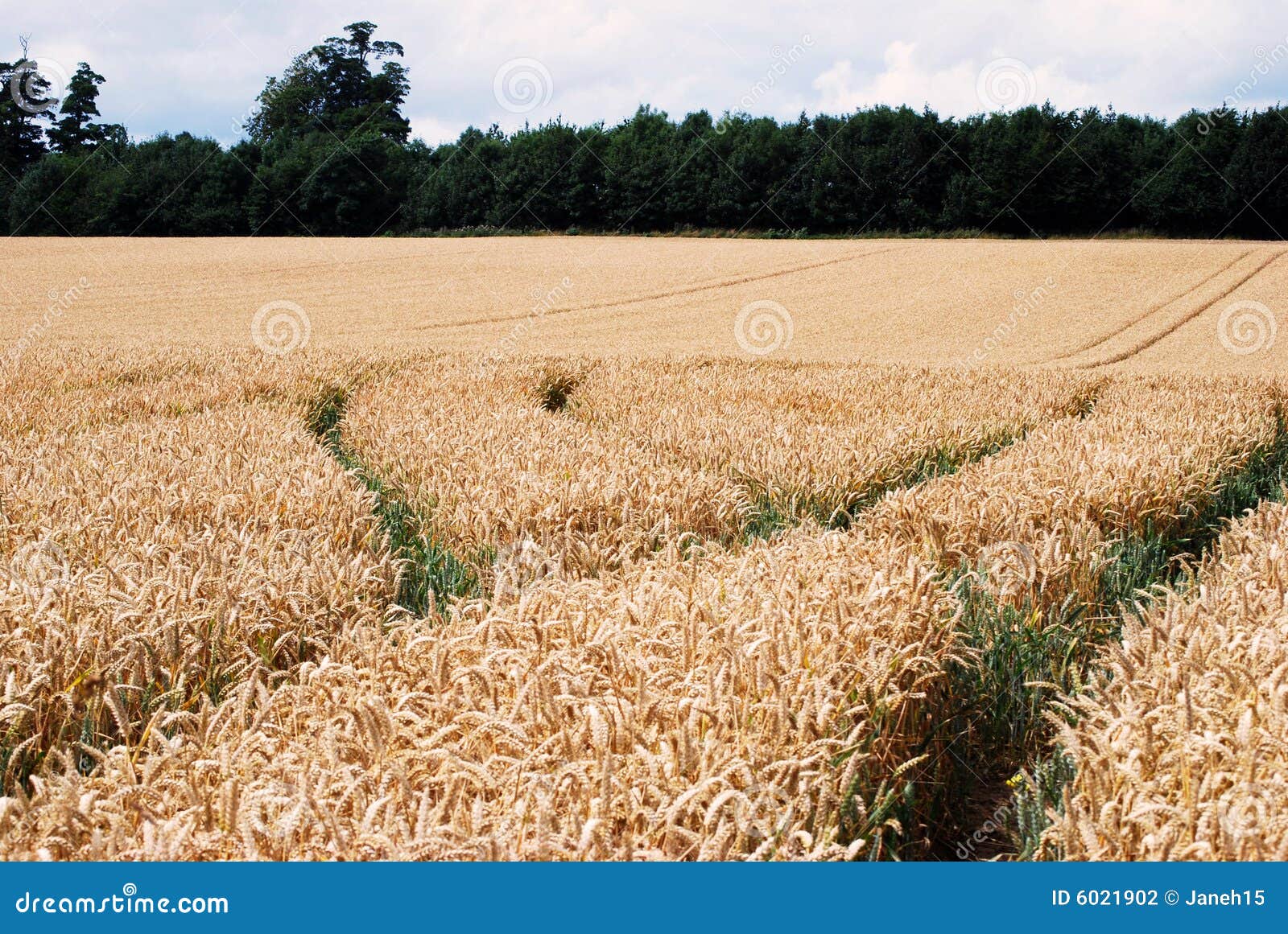 Wheat Crop Picture. Image: 6021902