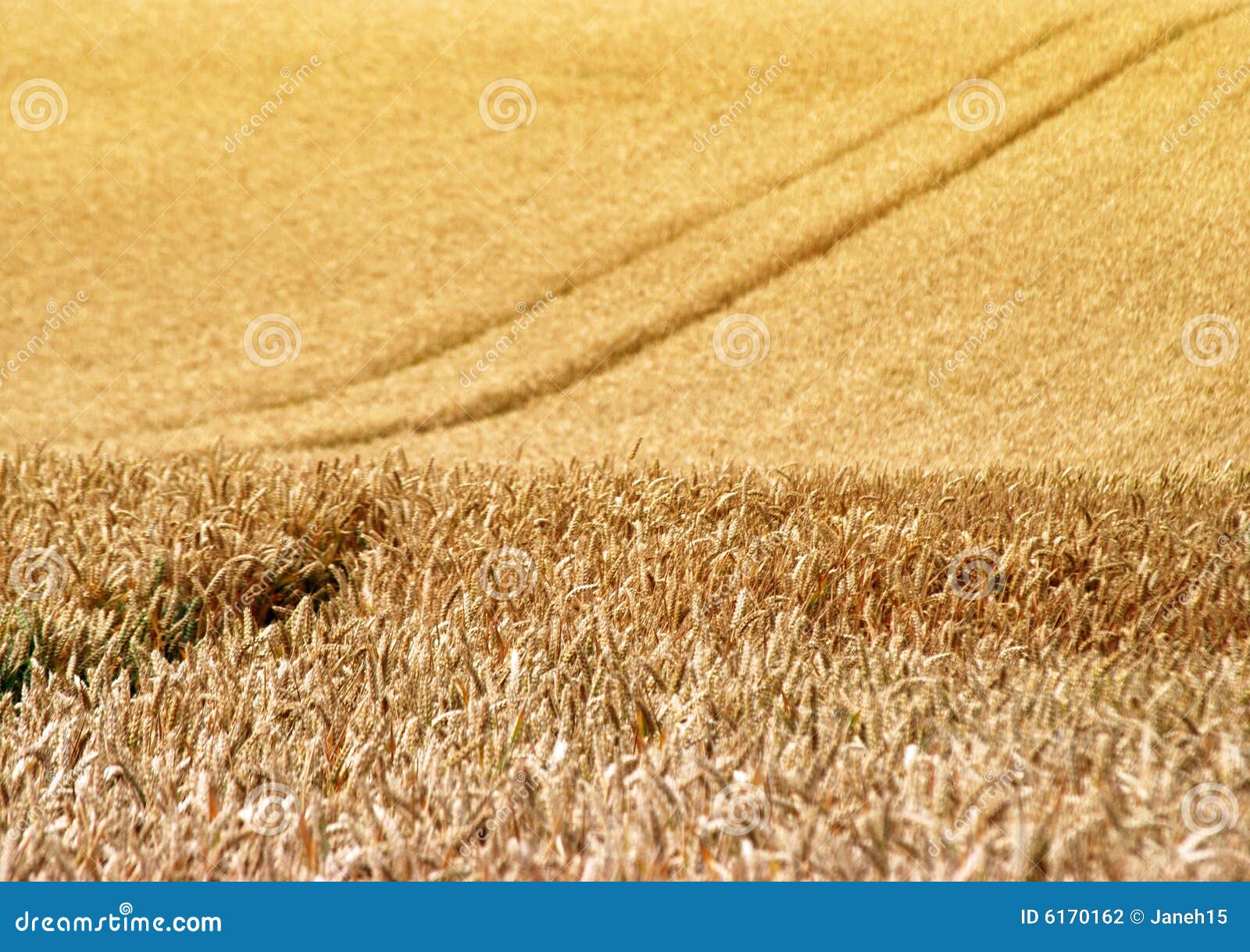 Wheat crop stock photo. Image of background, cereal, grain - 6170162