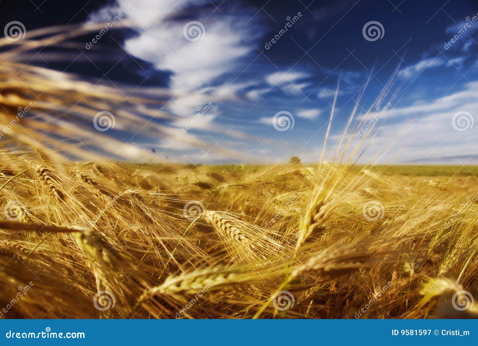 Wheat crop stock image. Image of closeup, outdoor, grain - 9581597