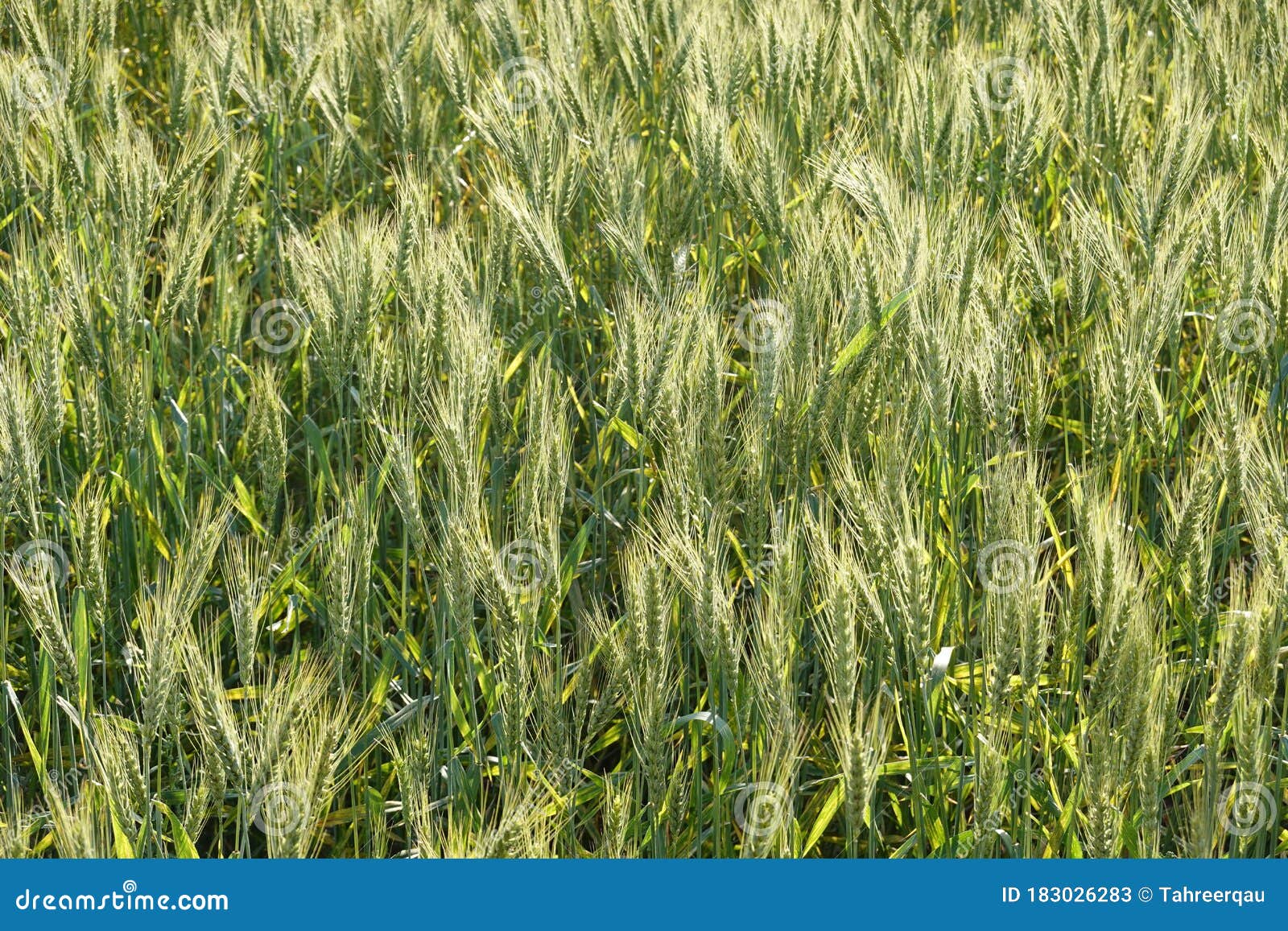Wheat crop background stock image. Image of pasture - 183026283