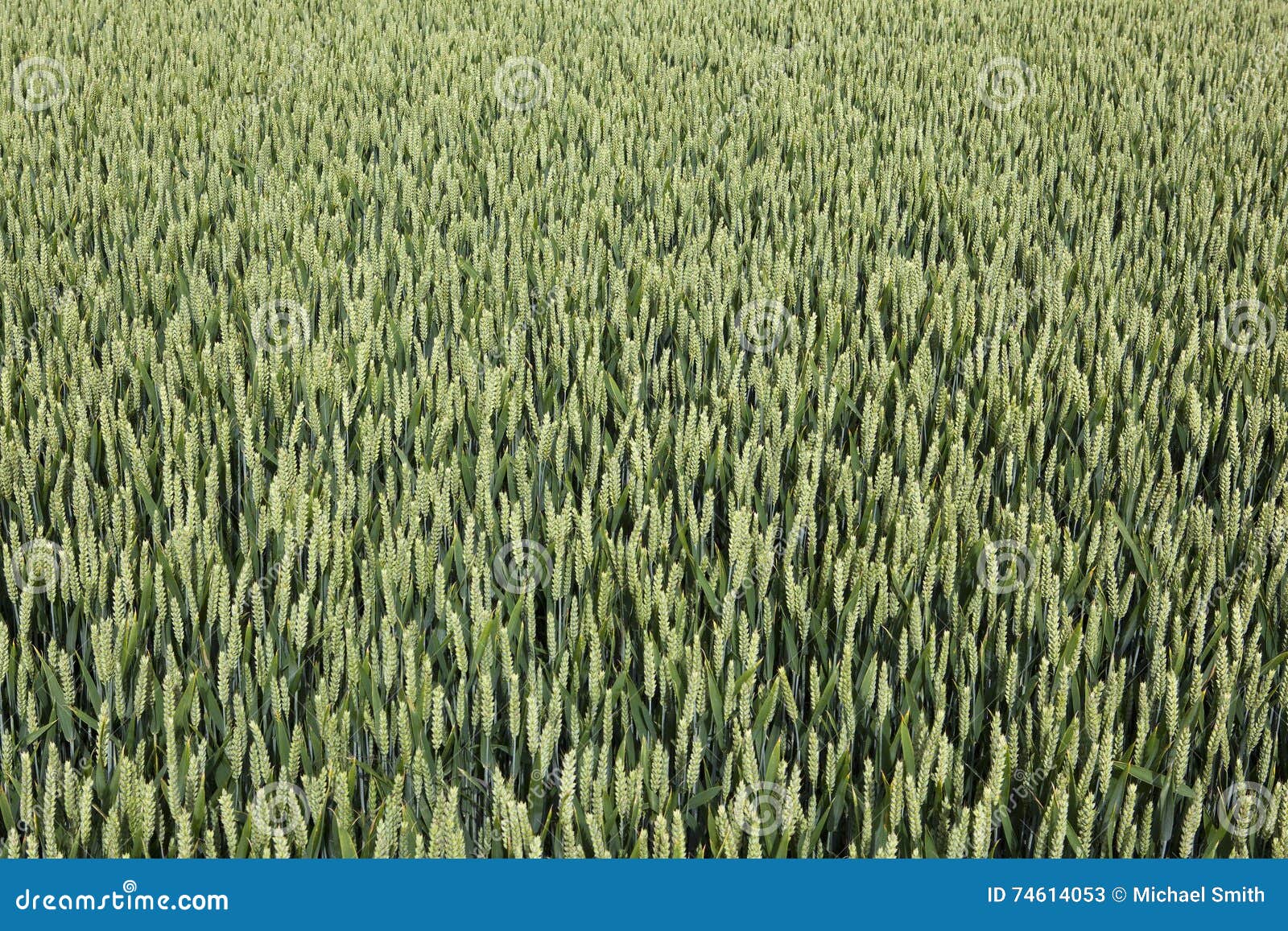 Wheat crop background stock image. Image of season, fields - 74614053