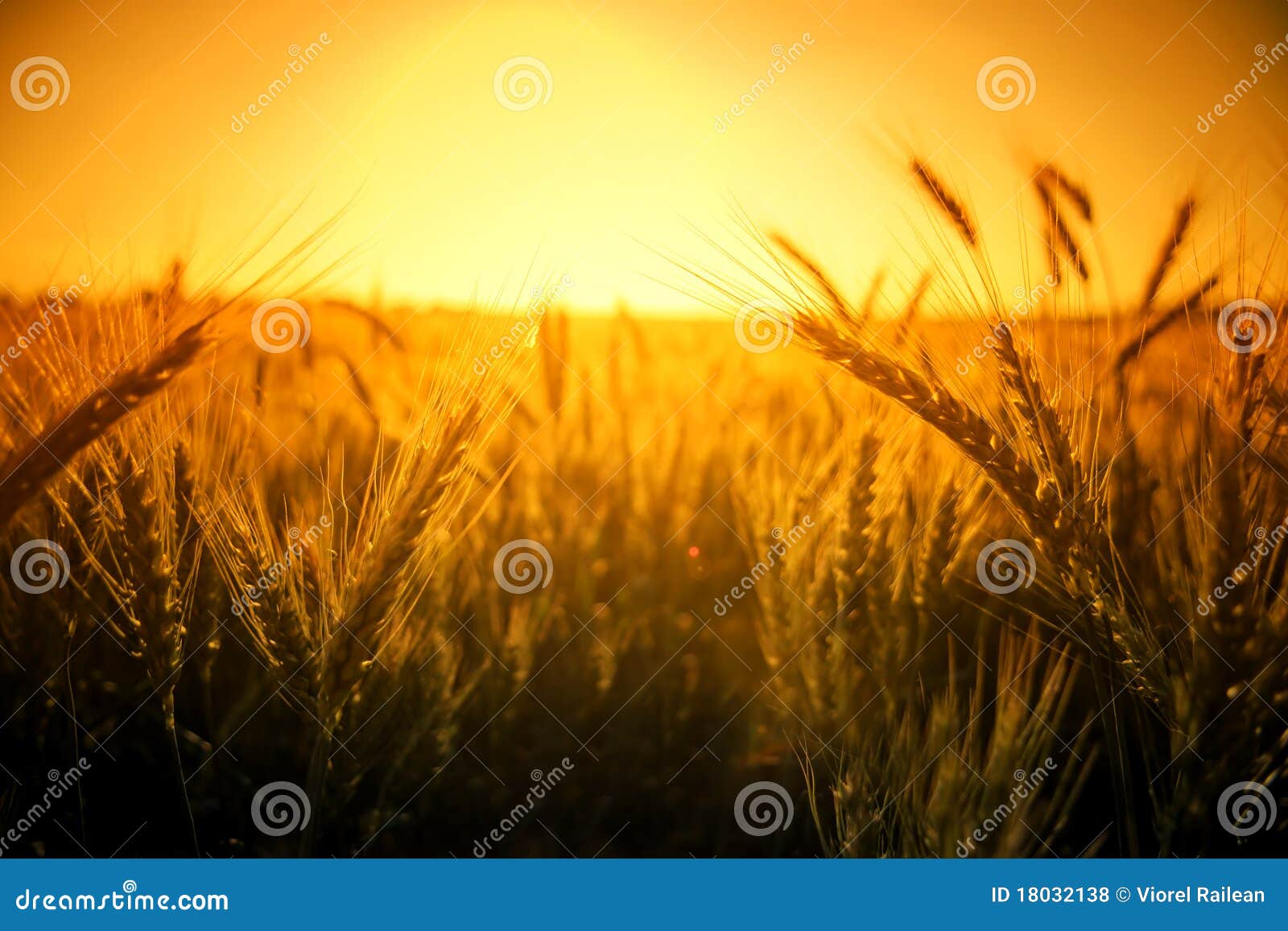Wheat Crop Background with Yellow Copy Space Stock Photo - Image of ...