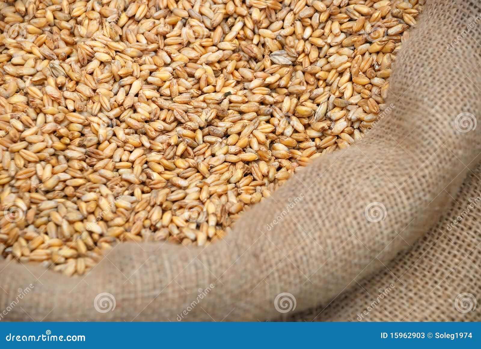 Wheat crop in a bag stock image. Image of healthy, natural - 15962903