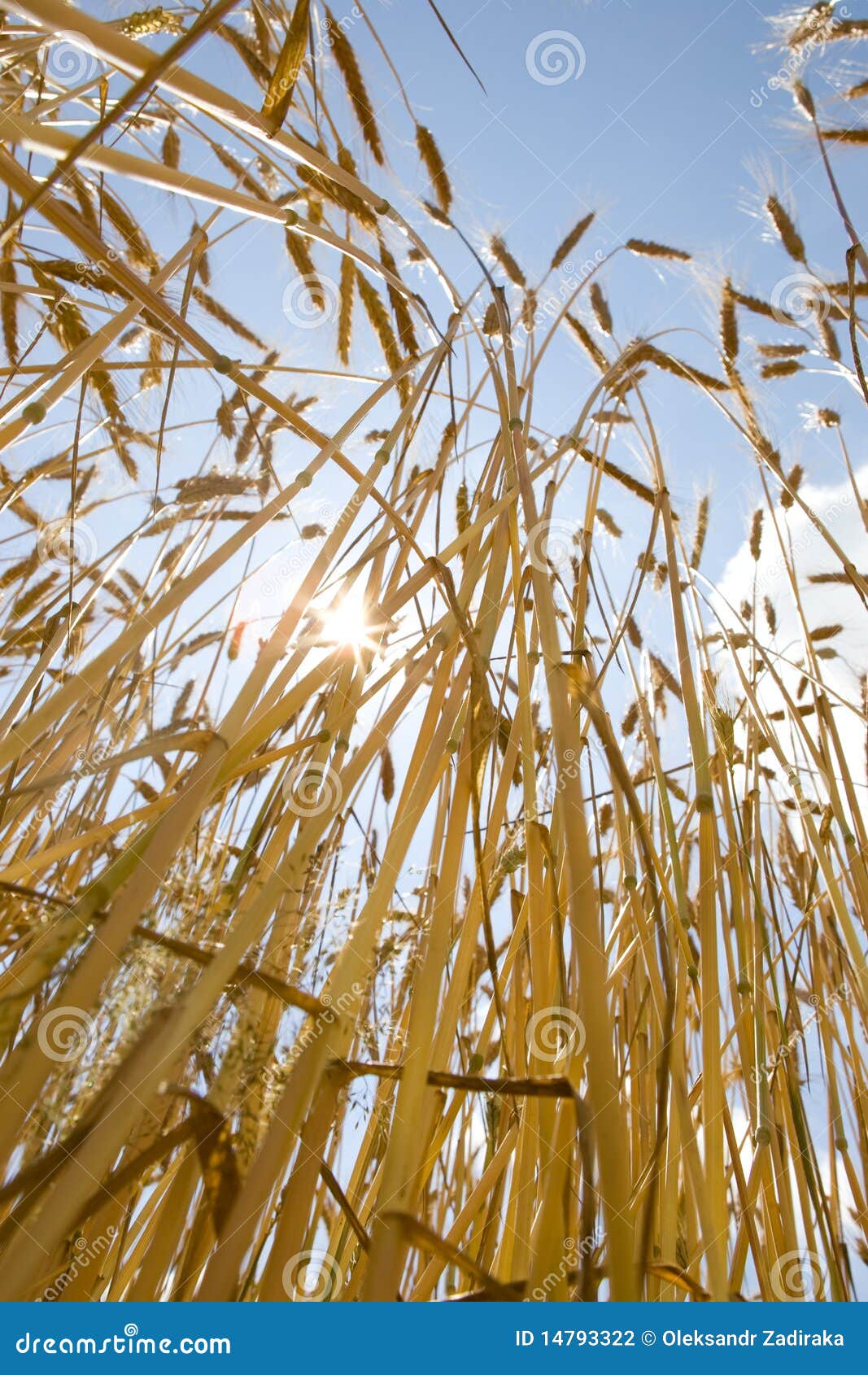 Wheat crop with cloudy sky stock photo. Image of scene - 14793322