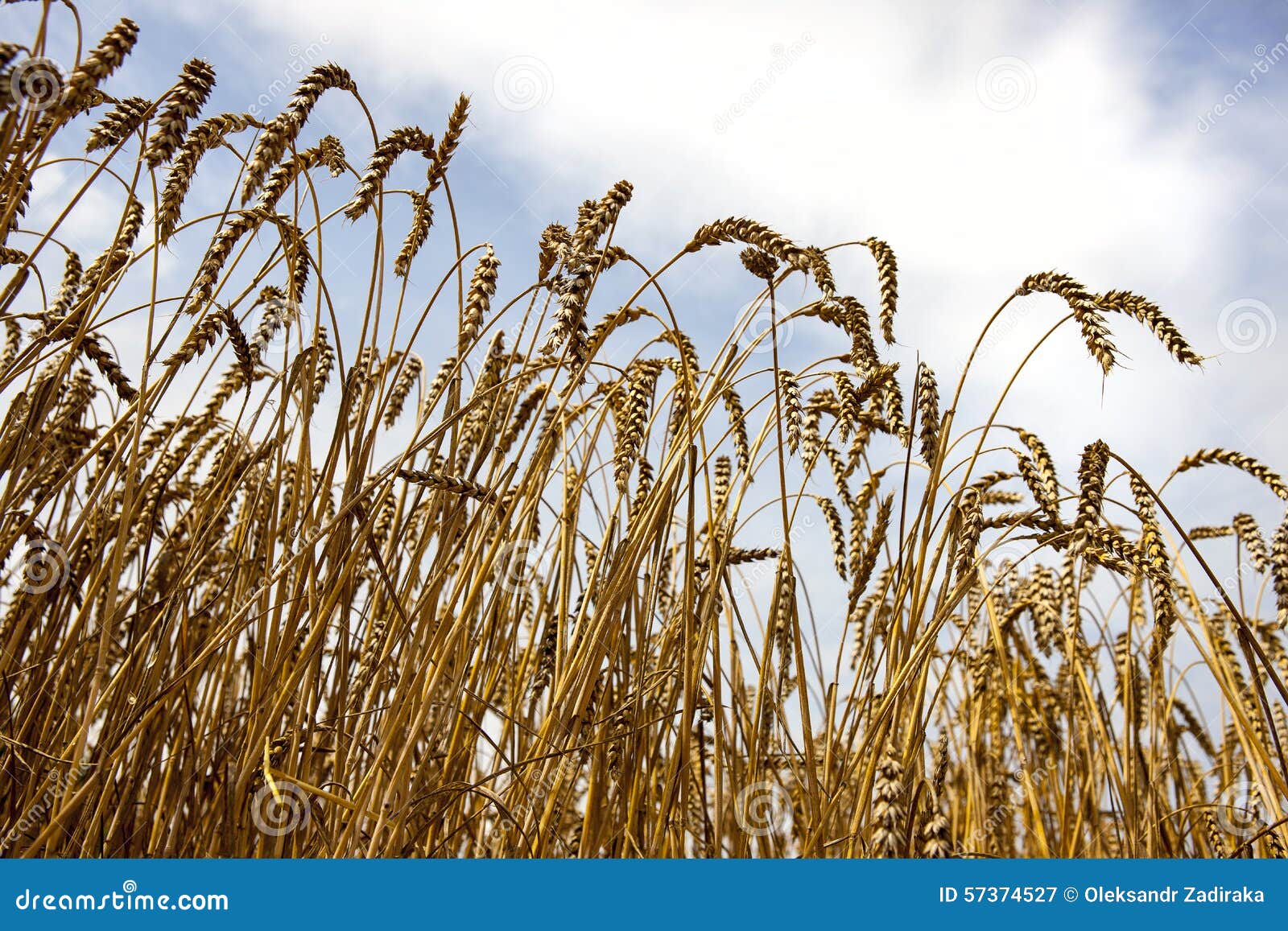 Wheat crop with cloudy sky stock image. Image of urban - 57374527