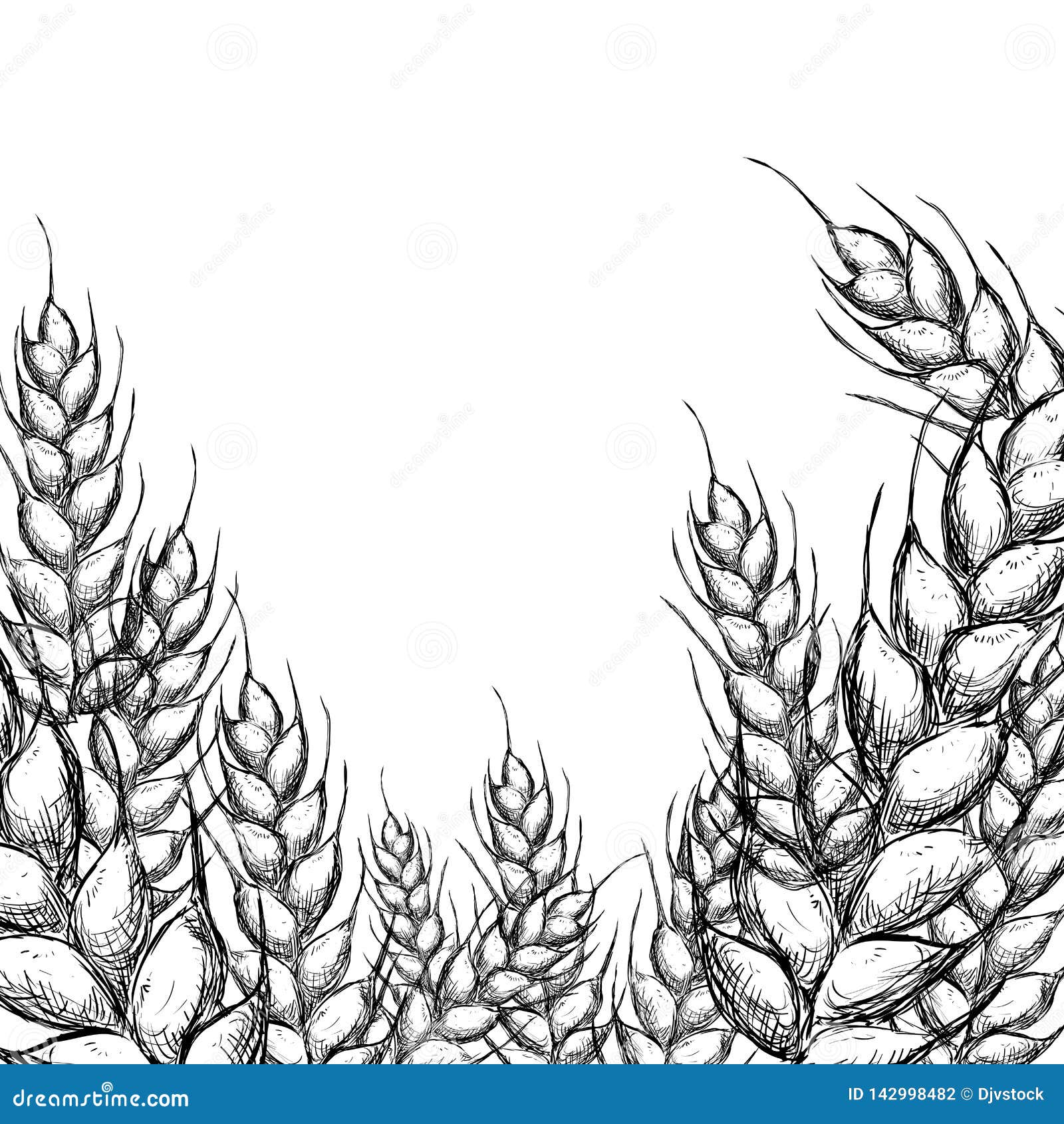 Wheat crop drawing sketch stock illustration. Illustration of drawing ...