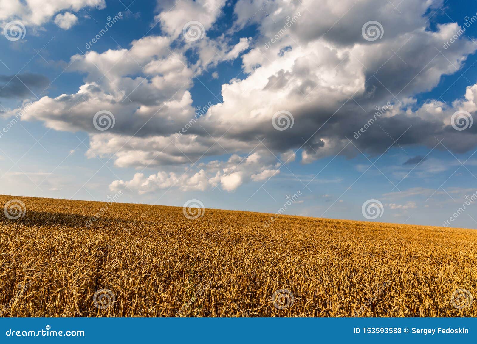 Wheat Crop Field Sunset Landscape Stock Photo - Image of horizon ...