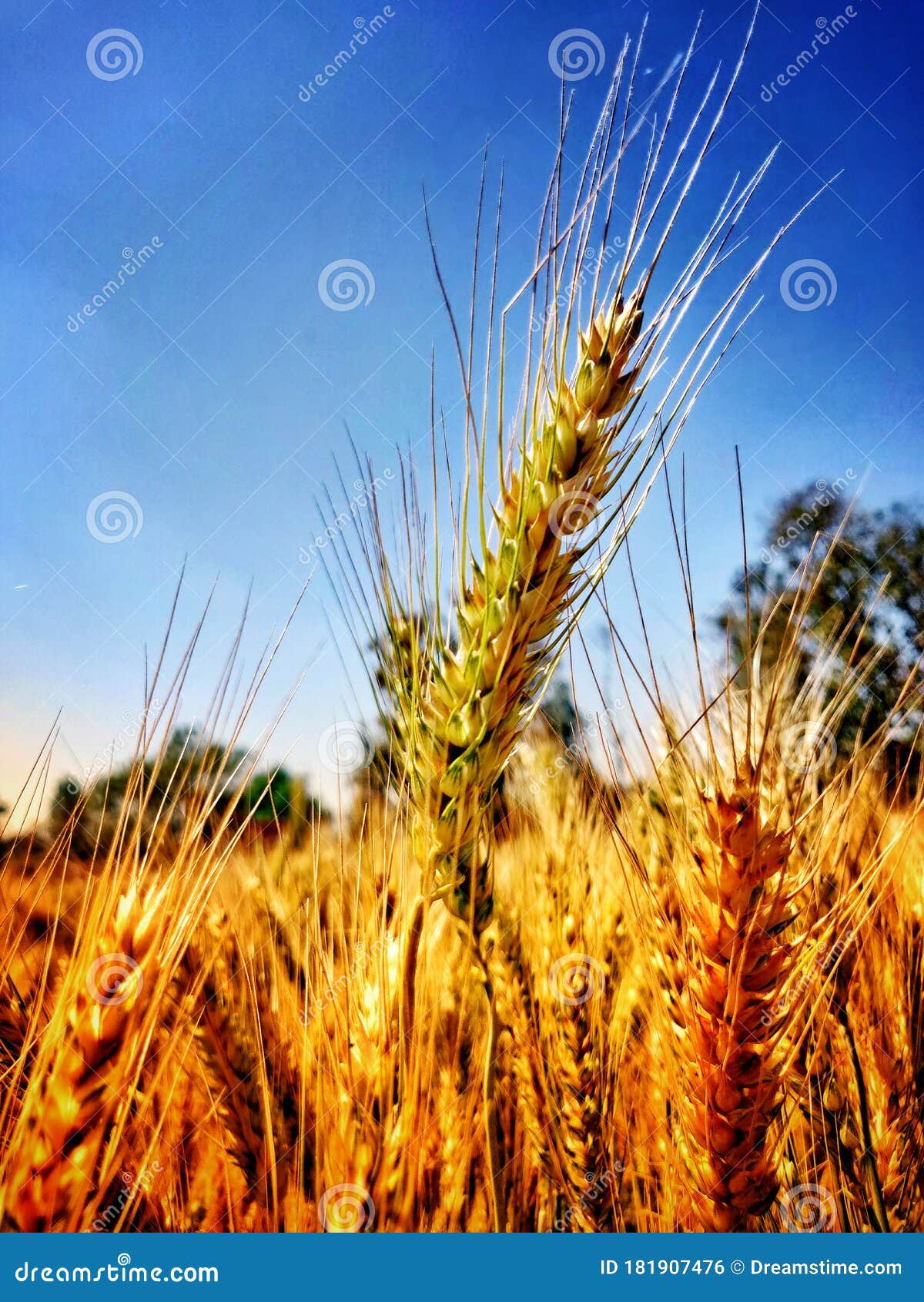 Wheat Crop Grain Nature Village Life Royalty-Free Stock Image ...