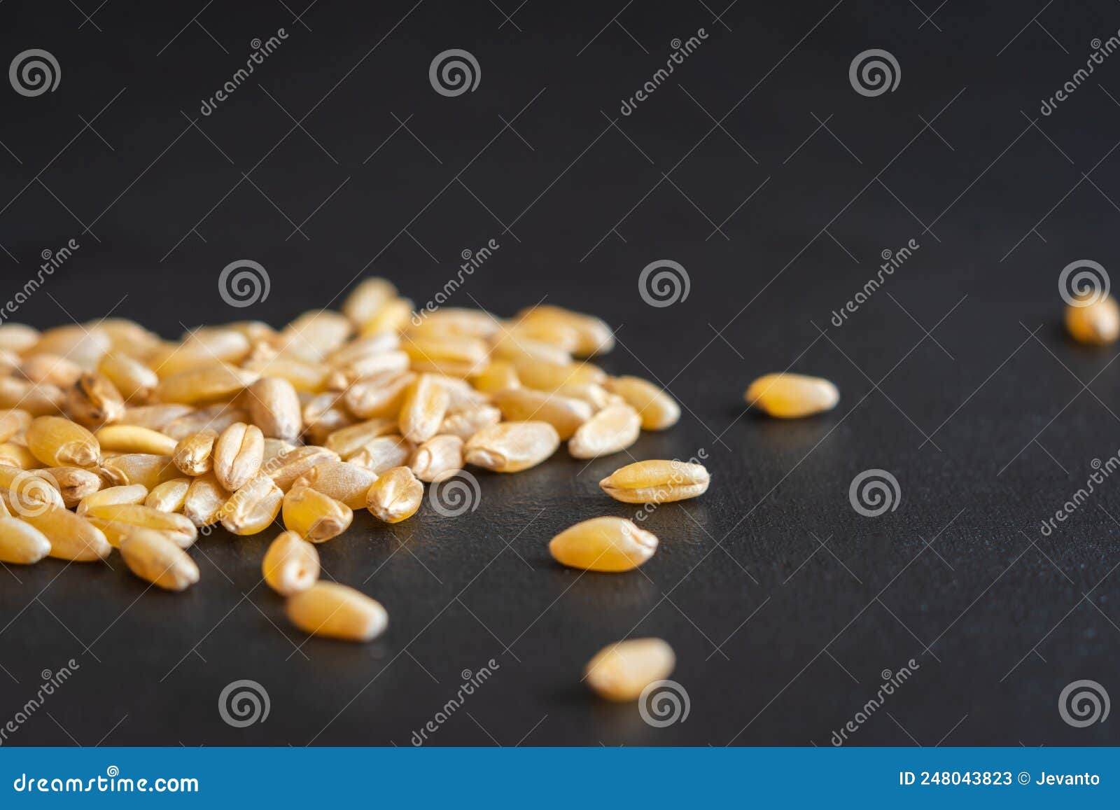 Wheat Crop Grains Spilled on Dark Background Stock Image - Image of ...