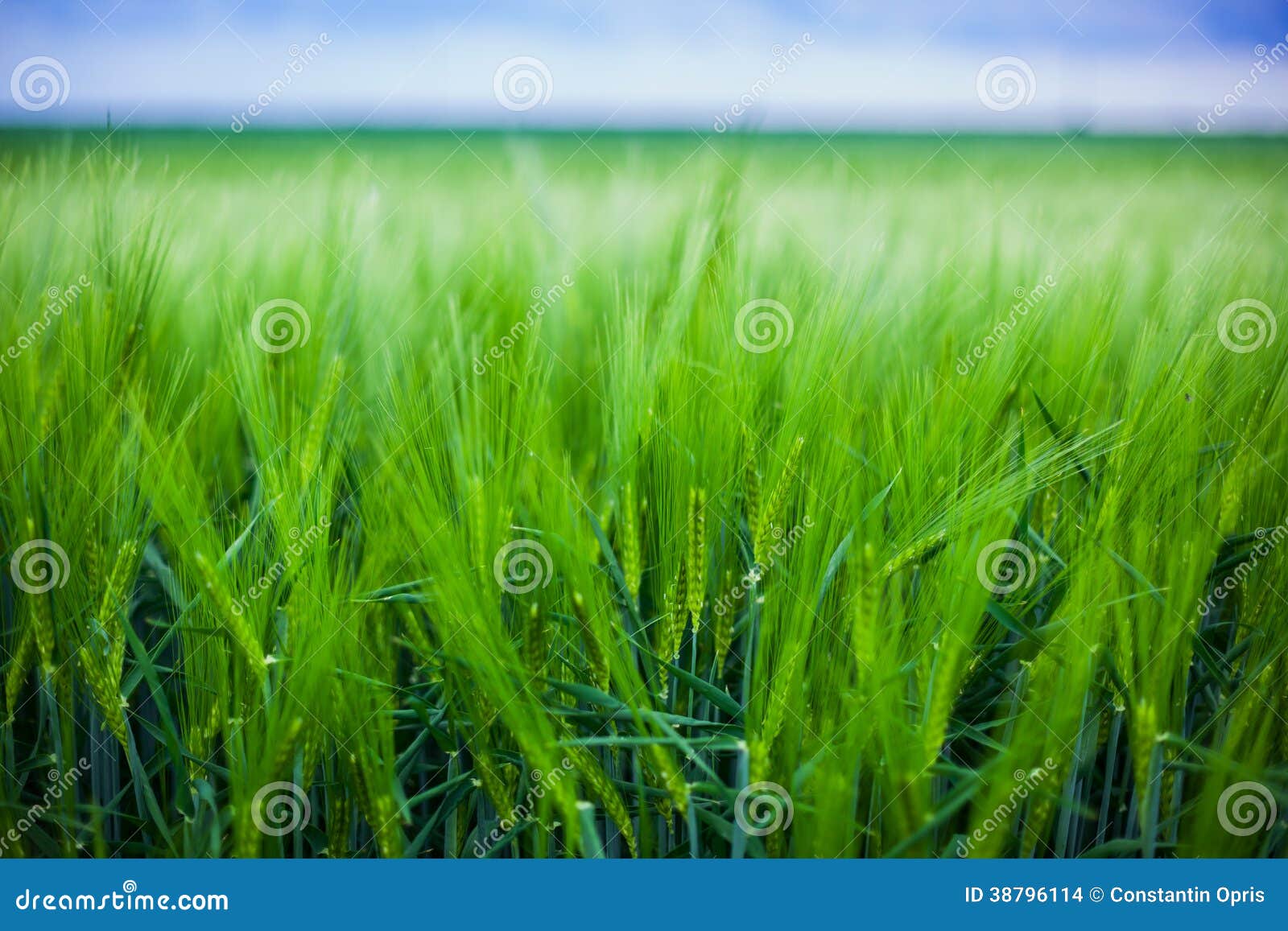 Wheat crop stock photo. Image of green, land, fresh, cereals - 38796114