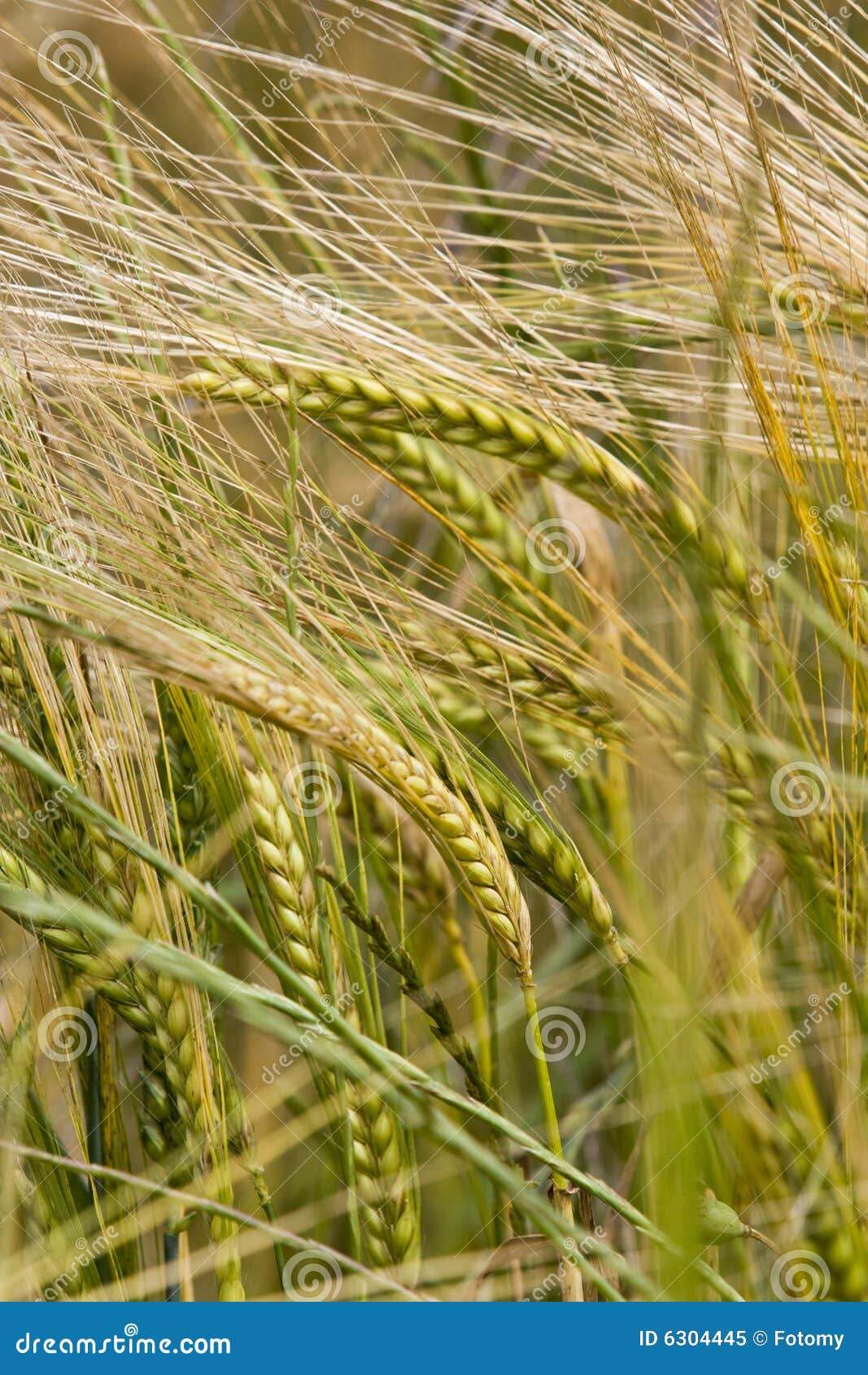 Wheat Crop Growing in Field Stock Image - Image of meal, crop: 6304445