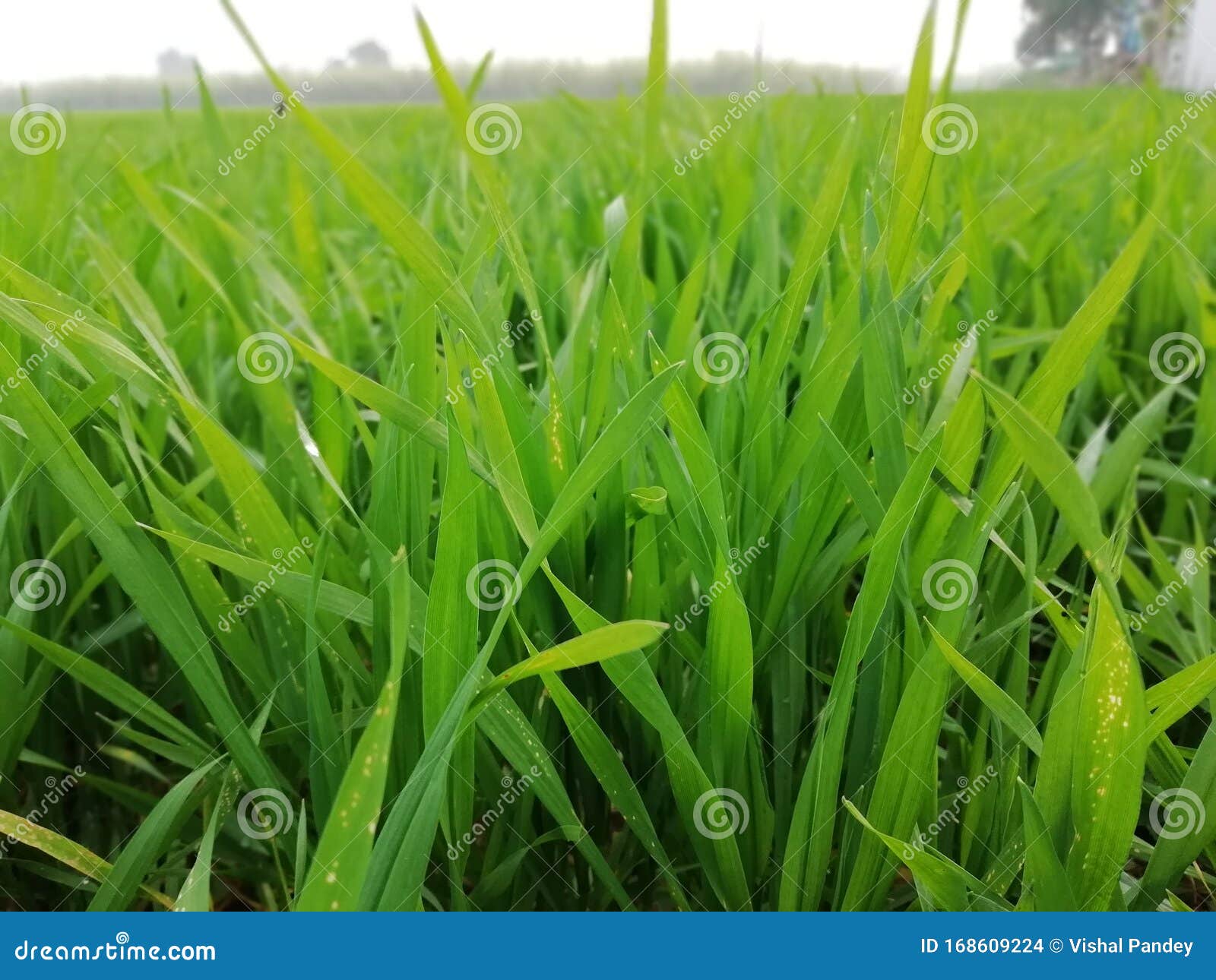 Wheat Crop Growth Make Happy Stock Photo - Image of crop, happy: 168609224