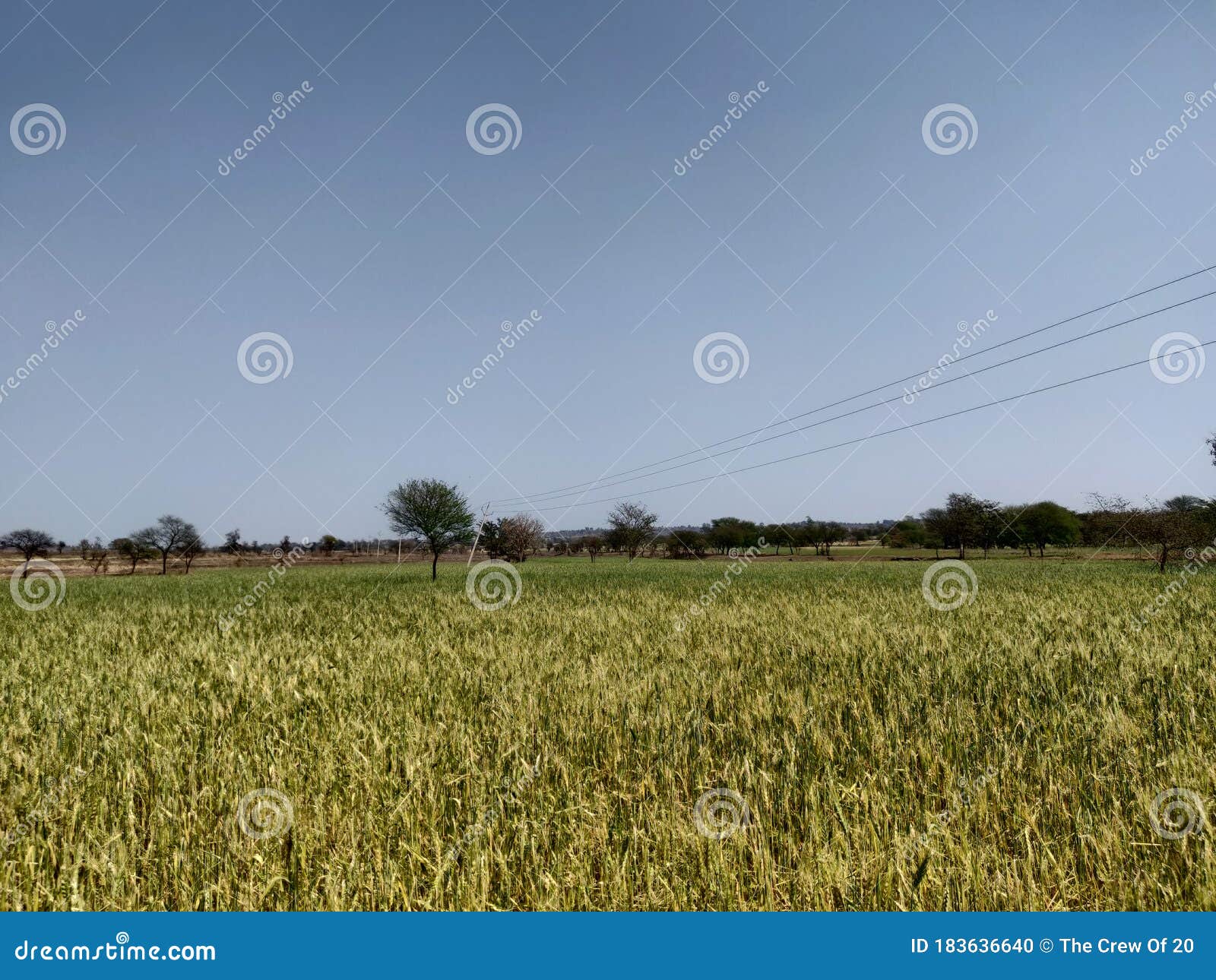 Wheat crop in India stock photo. Image of wheat, indian - 183636640