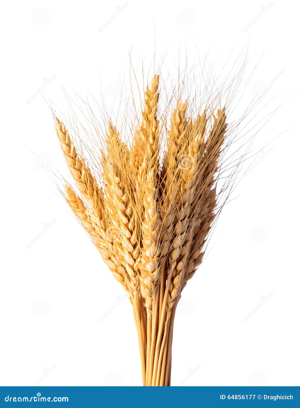 Wheat crop stock image. Image of wheat, healthy, harvest - 64856177