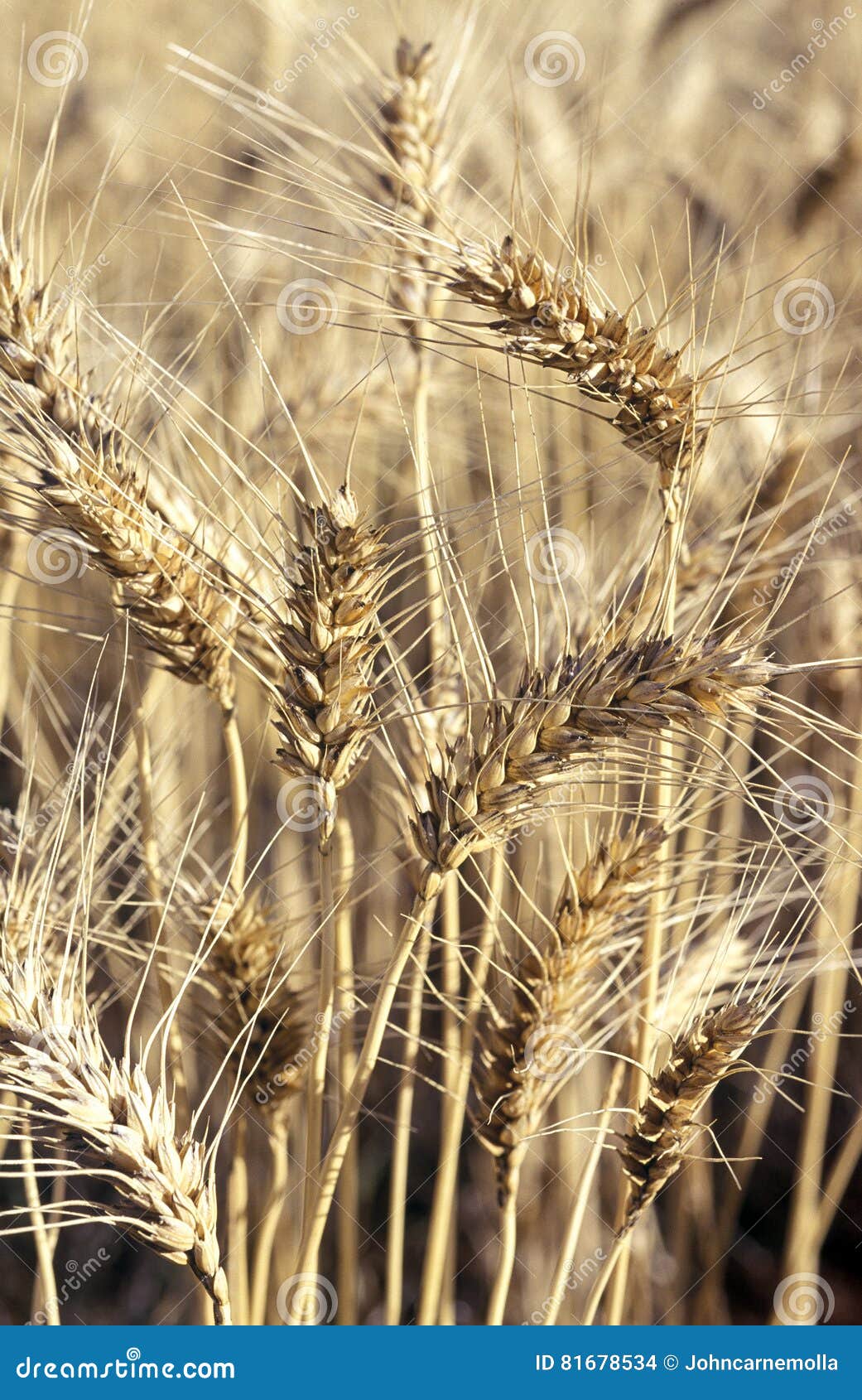 Wheat crop stock photo. Image of harvest, rural, crop - 81678534