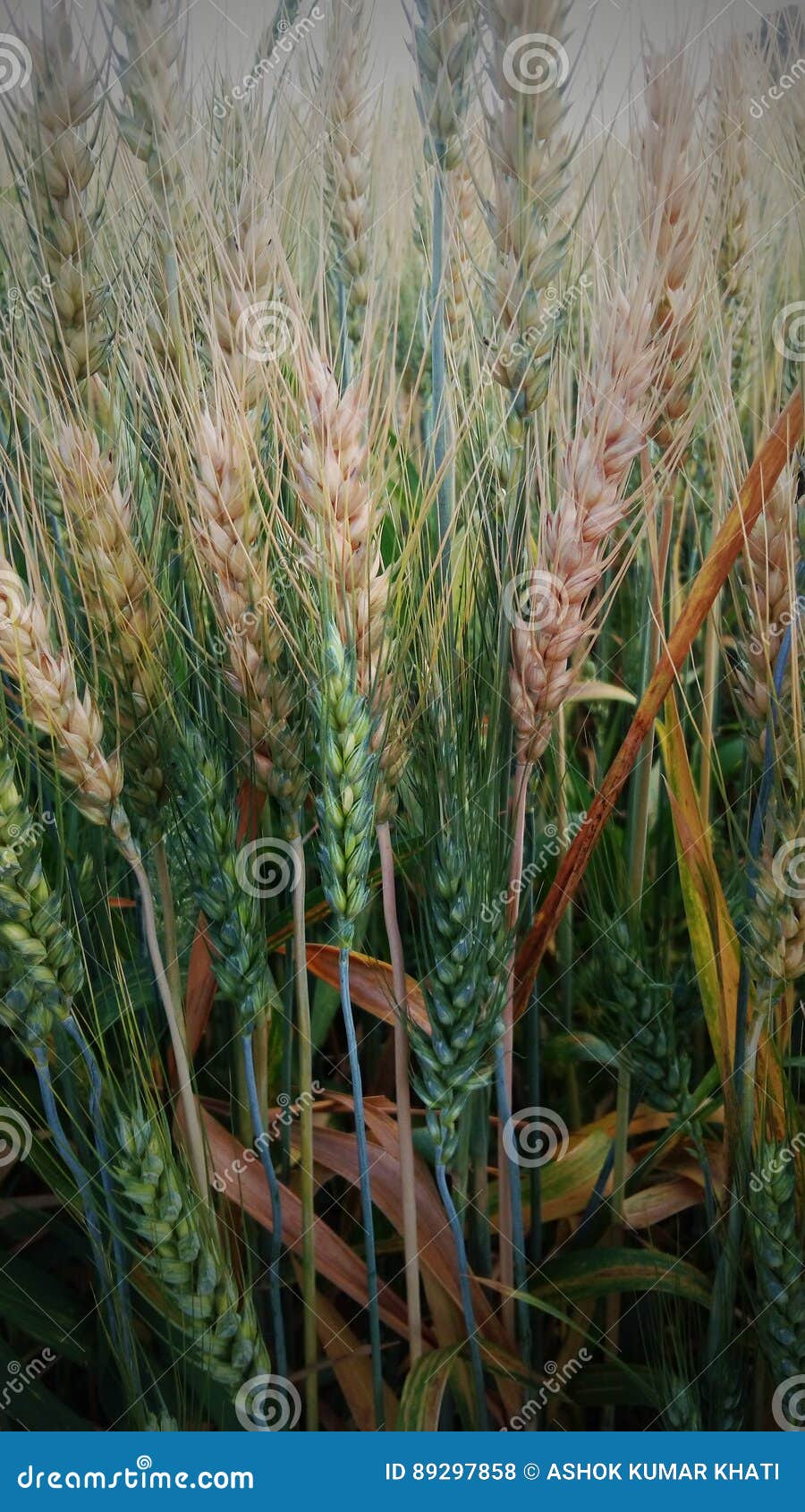 Wheat stock photo. Image of crop, cutting, ready, wheat - 89297858