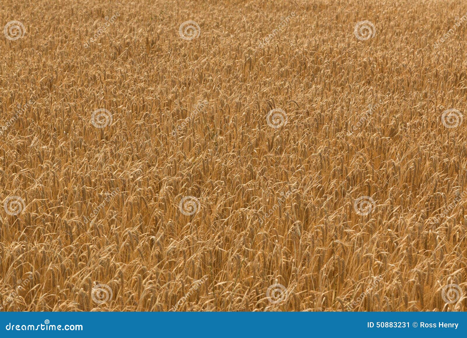 Wheat Crop stock image. Image of plant, farming, wheat - 50883231