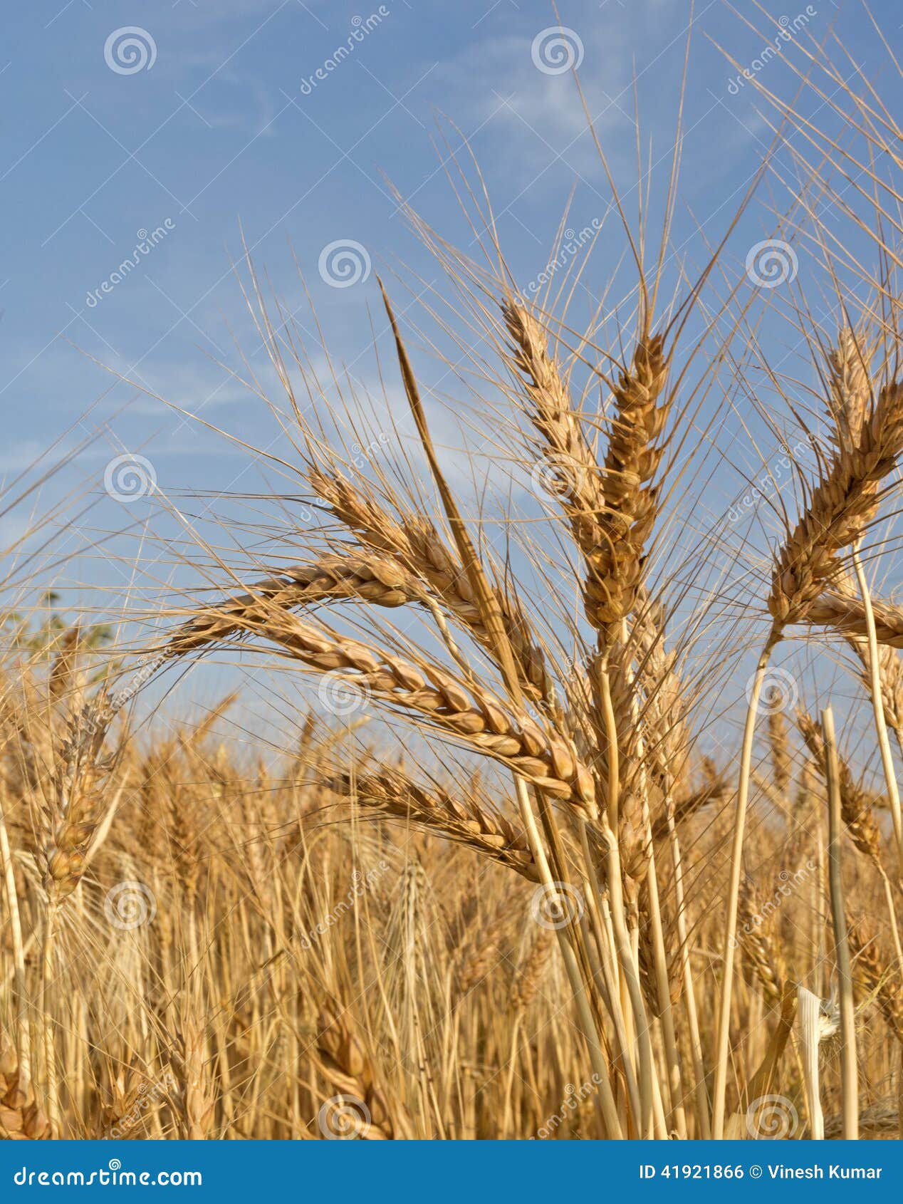 Wheat crop stock photo. Image of india, closeup, farm - 41921866