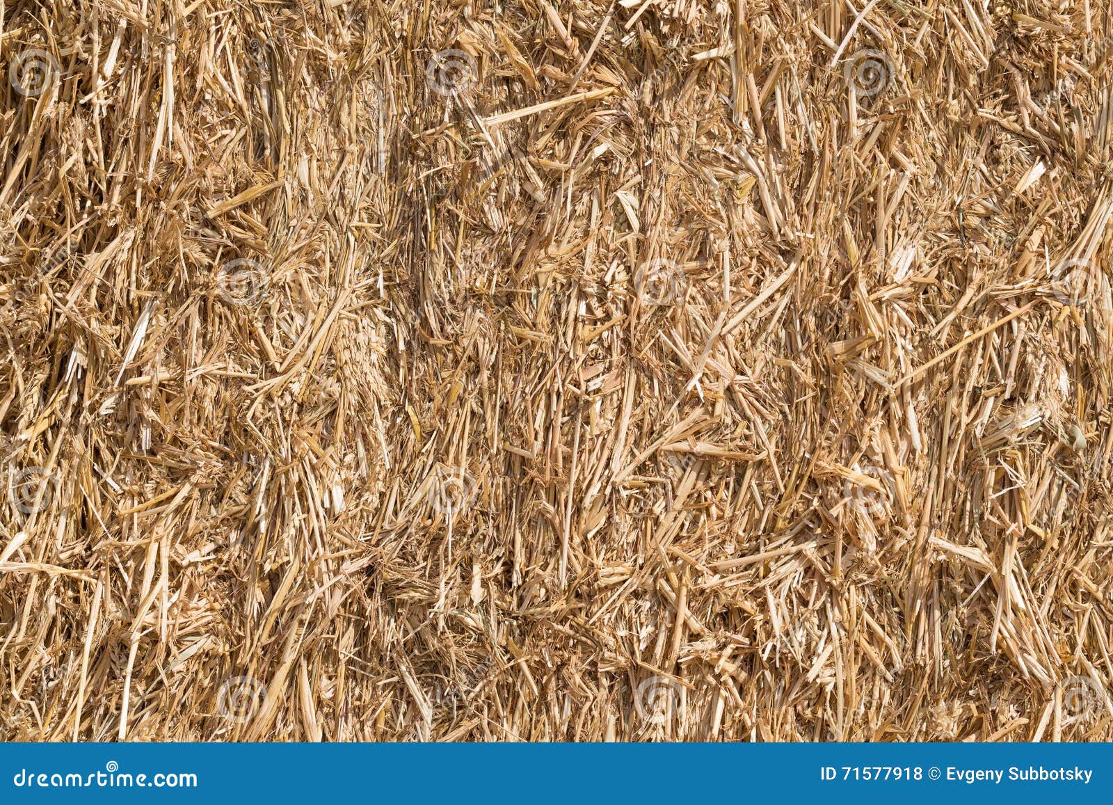 Wheat Crop Stack Texture Fields Yard, Israel. Stock Photo - Image of ...