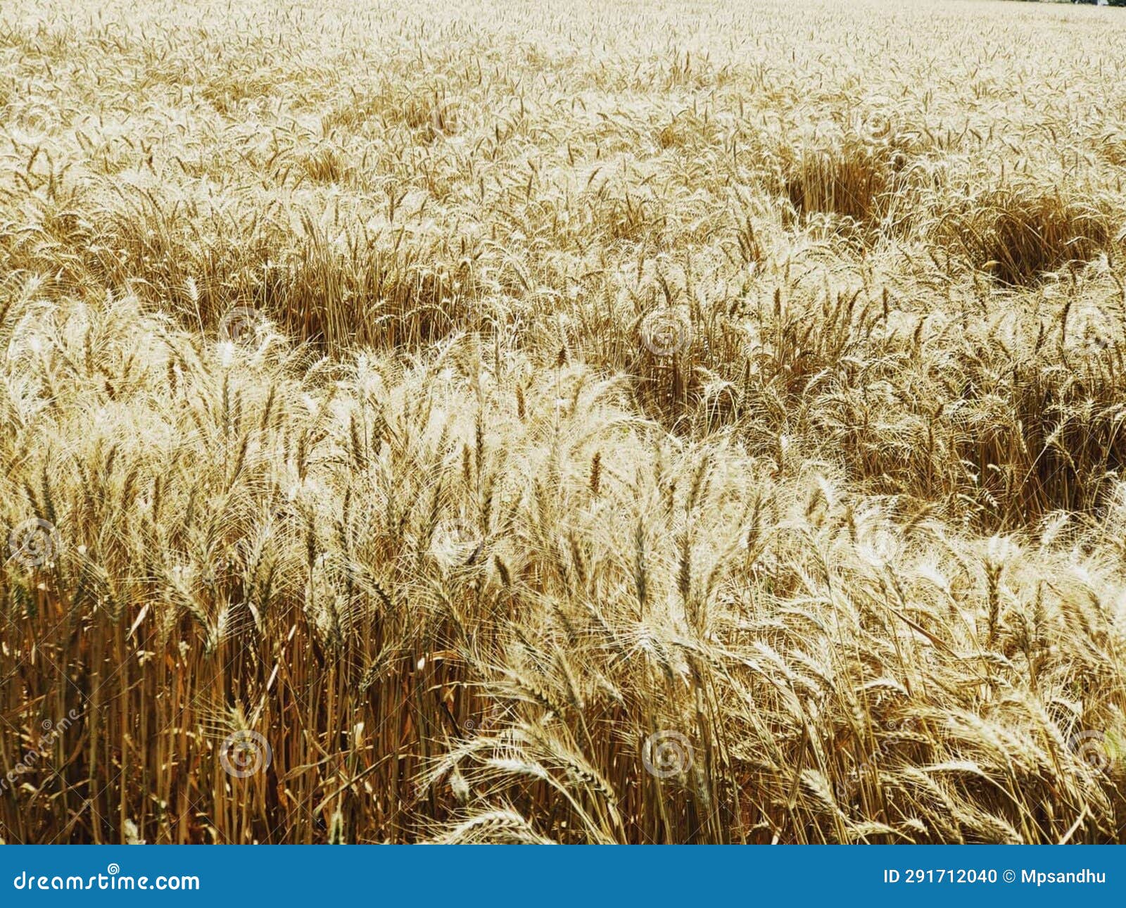 Wheat Crop Stock Ready To Harvest Stock Photo - Image of harvest, wheat ...