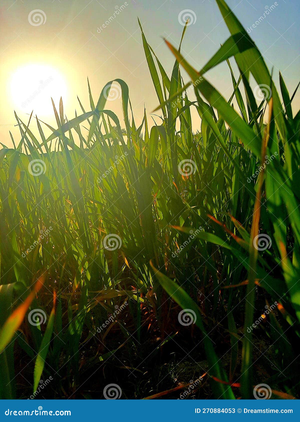 Wheat Crop Under Bright Sunlight with Scenic Beauty. Stock Image ...