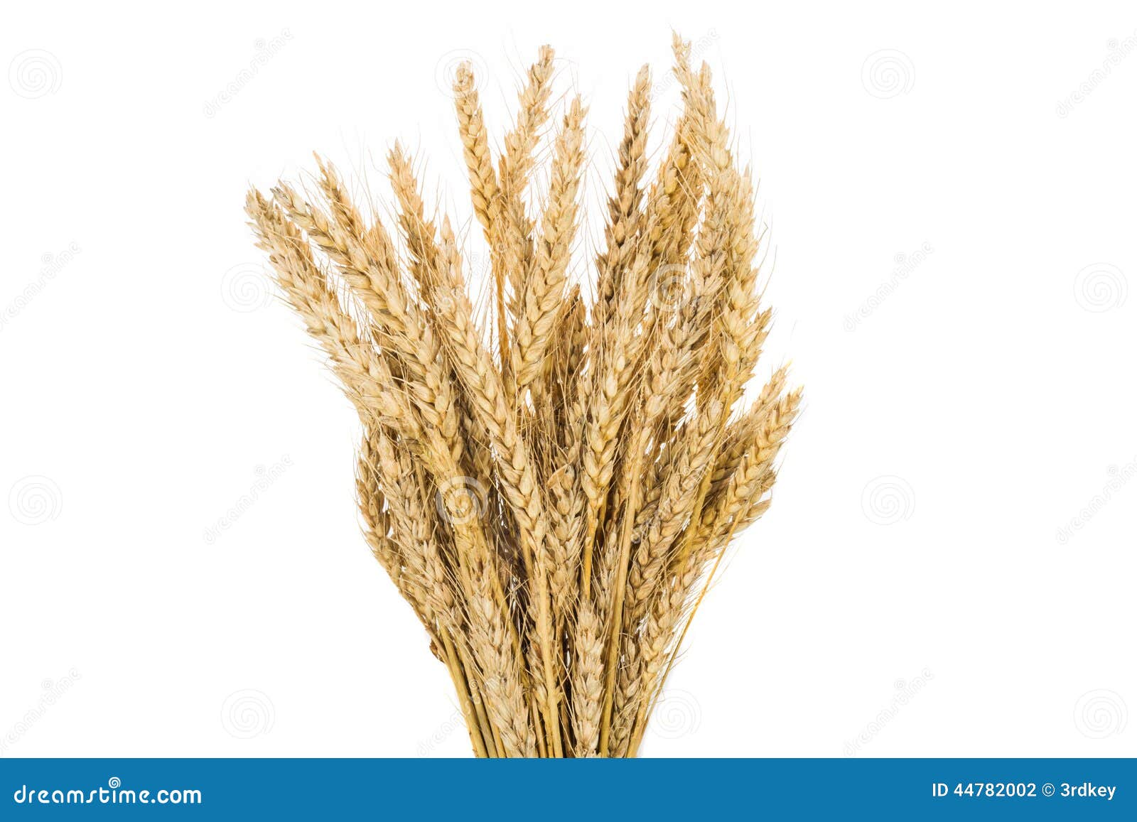 Wheat Crops on White Background, Isolated Stock Photo - Image of gold ...