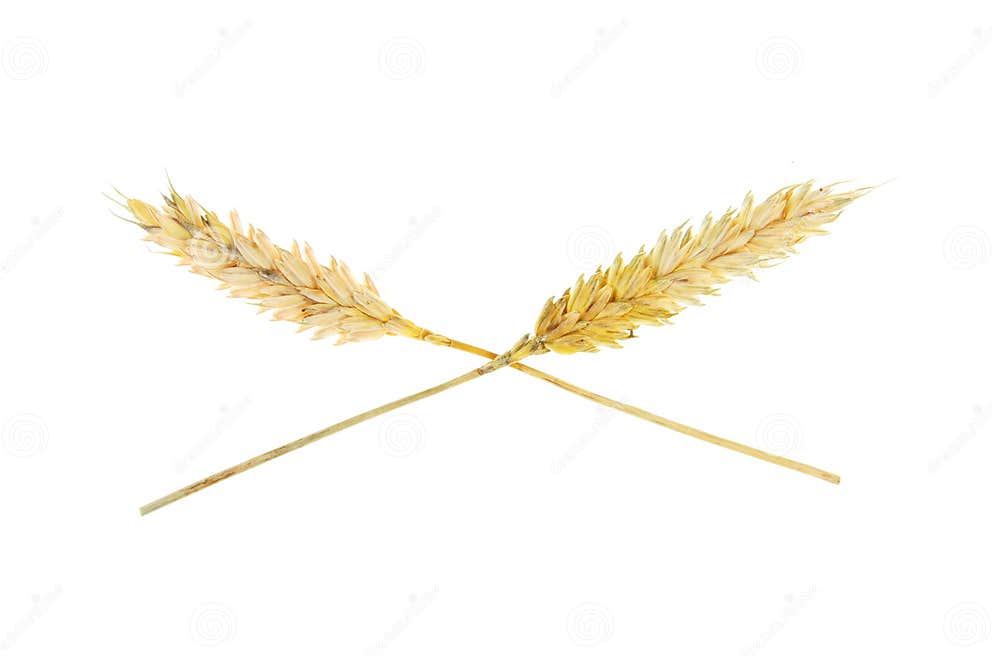 Wheat cross stock image. Image of grain, produce, golden - 11193319