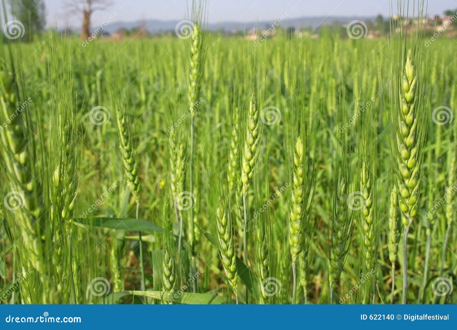 Wheat Cultivation and Farming Stock Photo - Image of hills, harvest: 622140