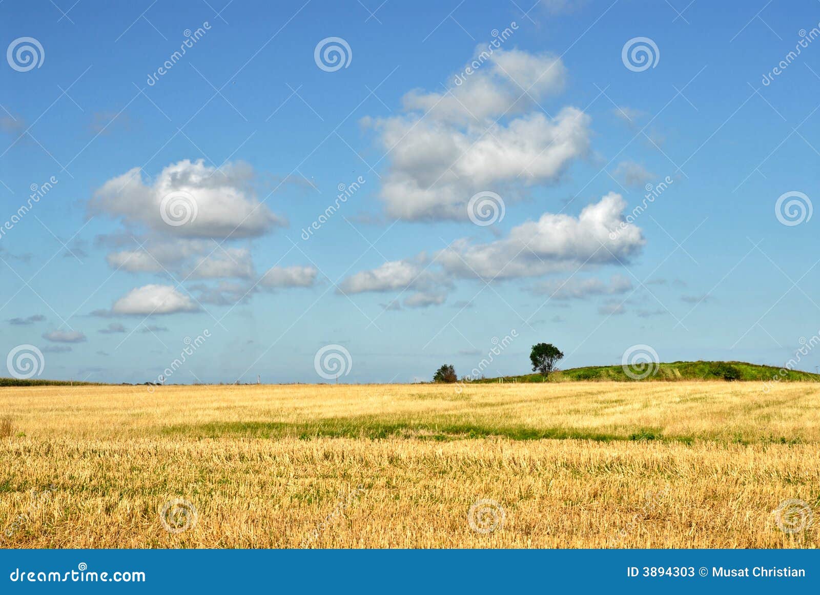 Wheat cut stock image. Image of landscape, hill, stubble - 3894303