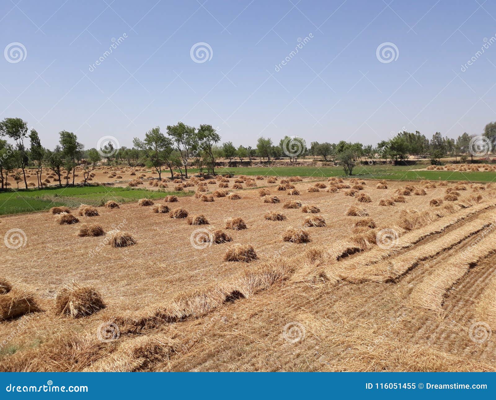 Wheat Cutting stock image. Image of wheat, capture, nature - 116051455