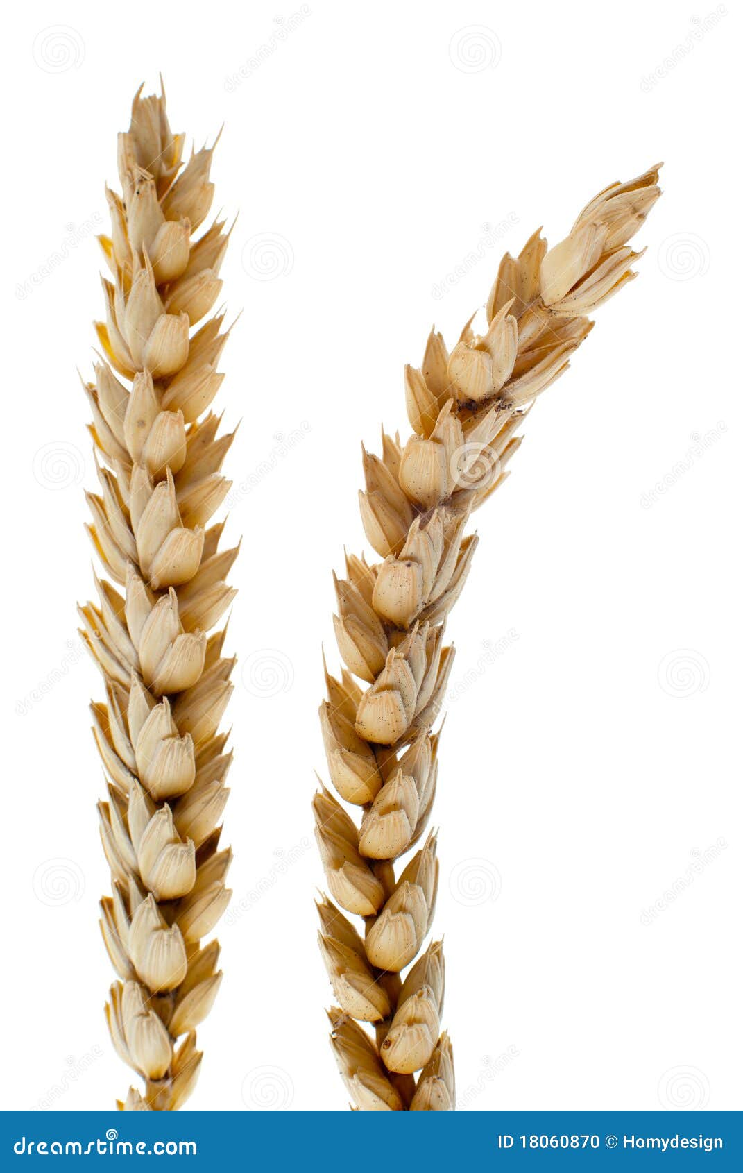 Wheat detail stock photo. Image of industry, brown, farming - 18060870