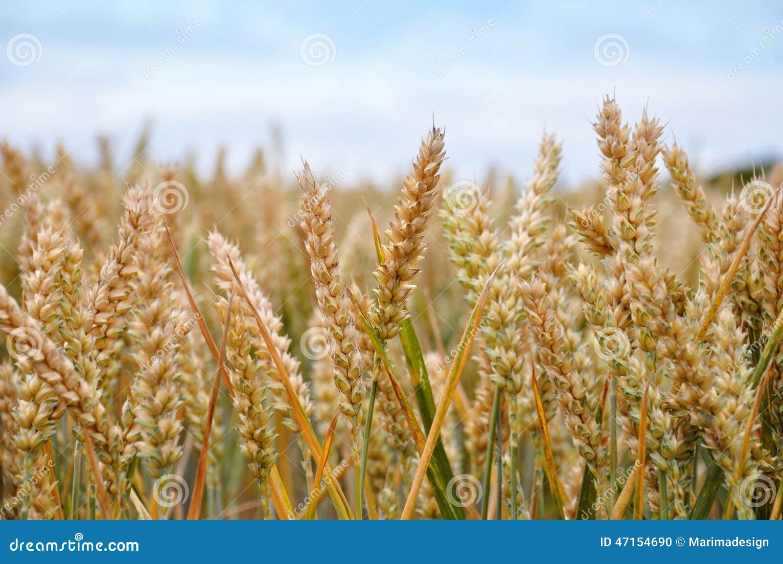Wheat stock photo. Image of ripe, harvest, botany, landscape - 47154690