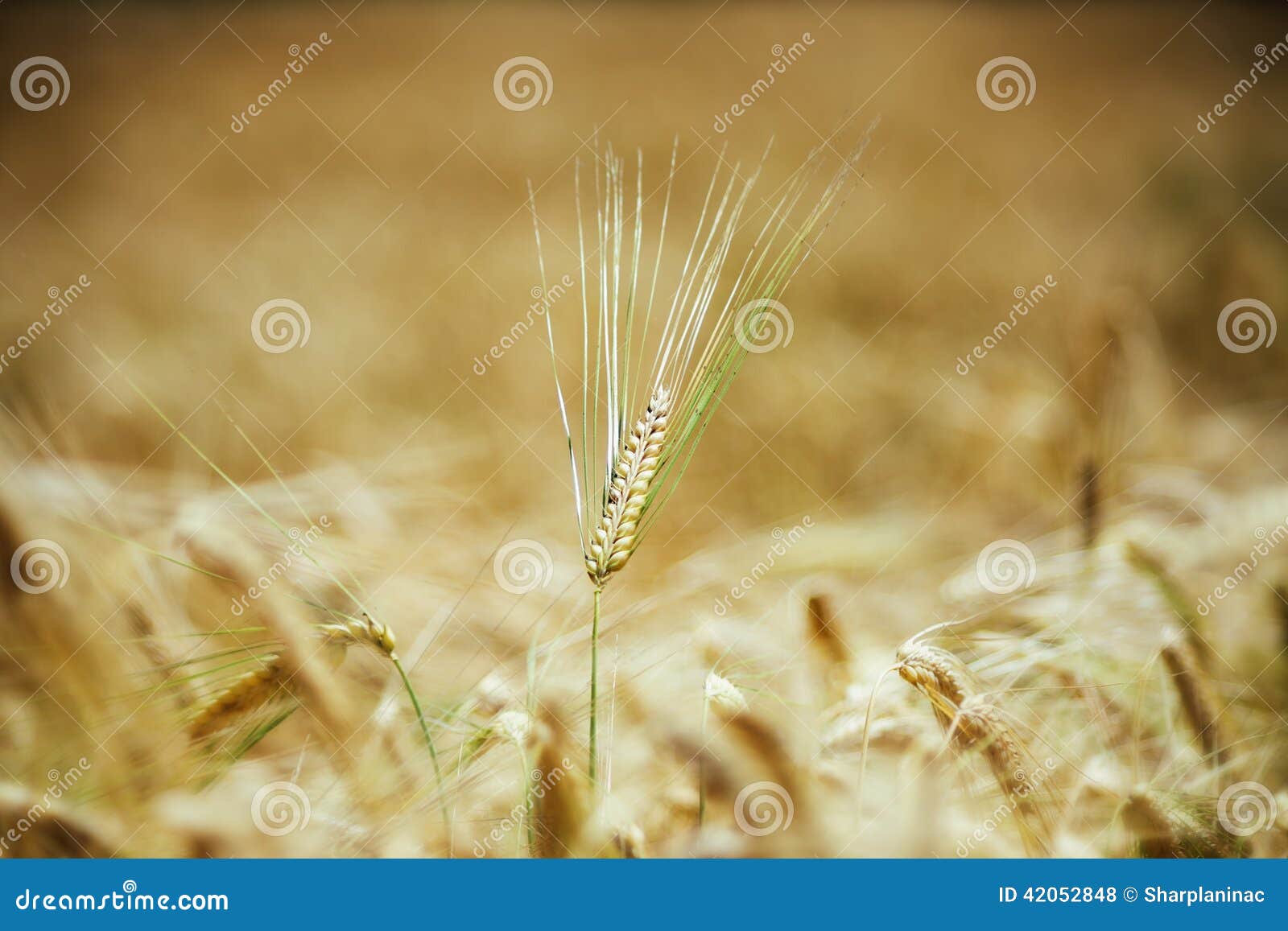 Wheat Detail in Old Photo Style Stock Photo - Image of crop, farm: 42052848