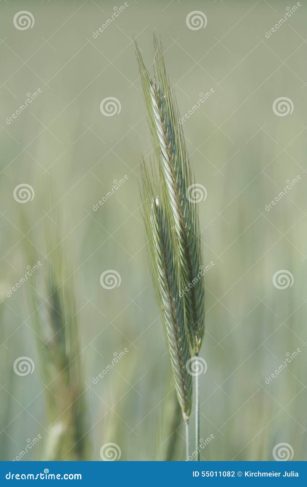 Wheat stock photo. Image of love, pastel, macro, plant - 55011082